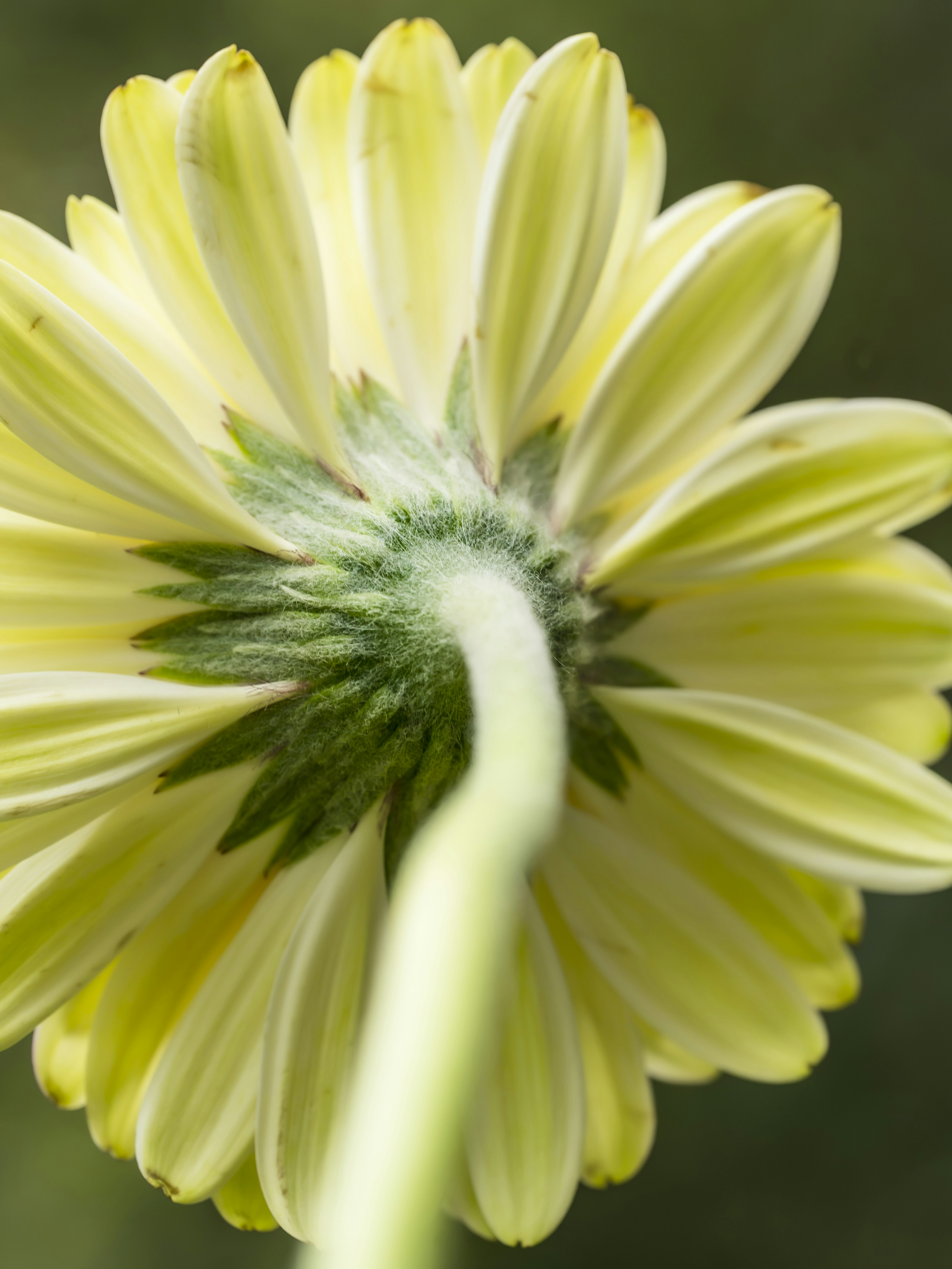Backlit Yellow Gerbera Bloom: A Macro Peek at Petal Veins and Stems