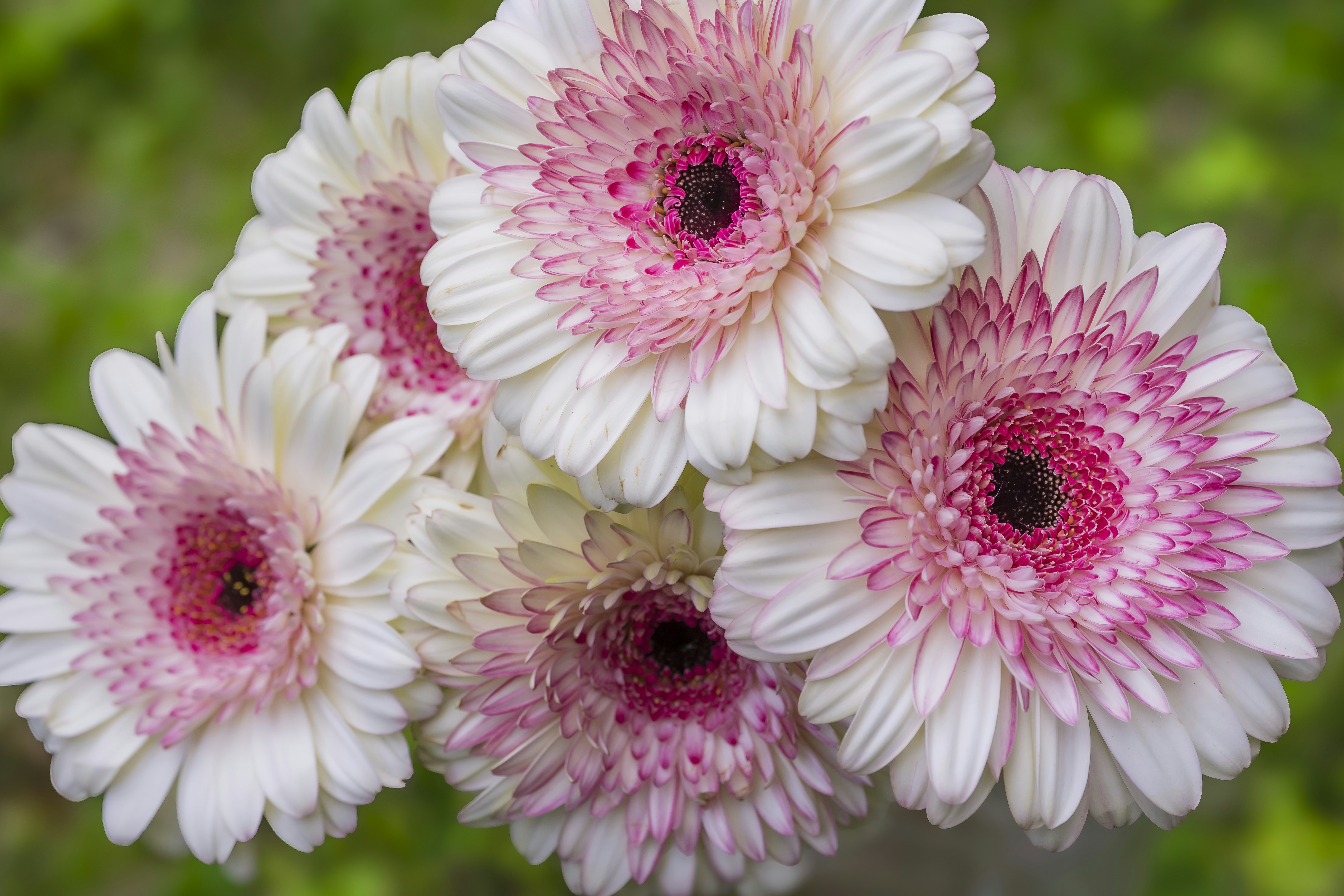 Cluster of Blush-Petaled Gerbera Blossoms in Soft Focus Garden