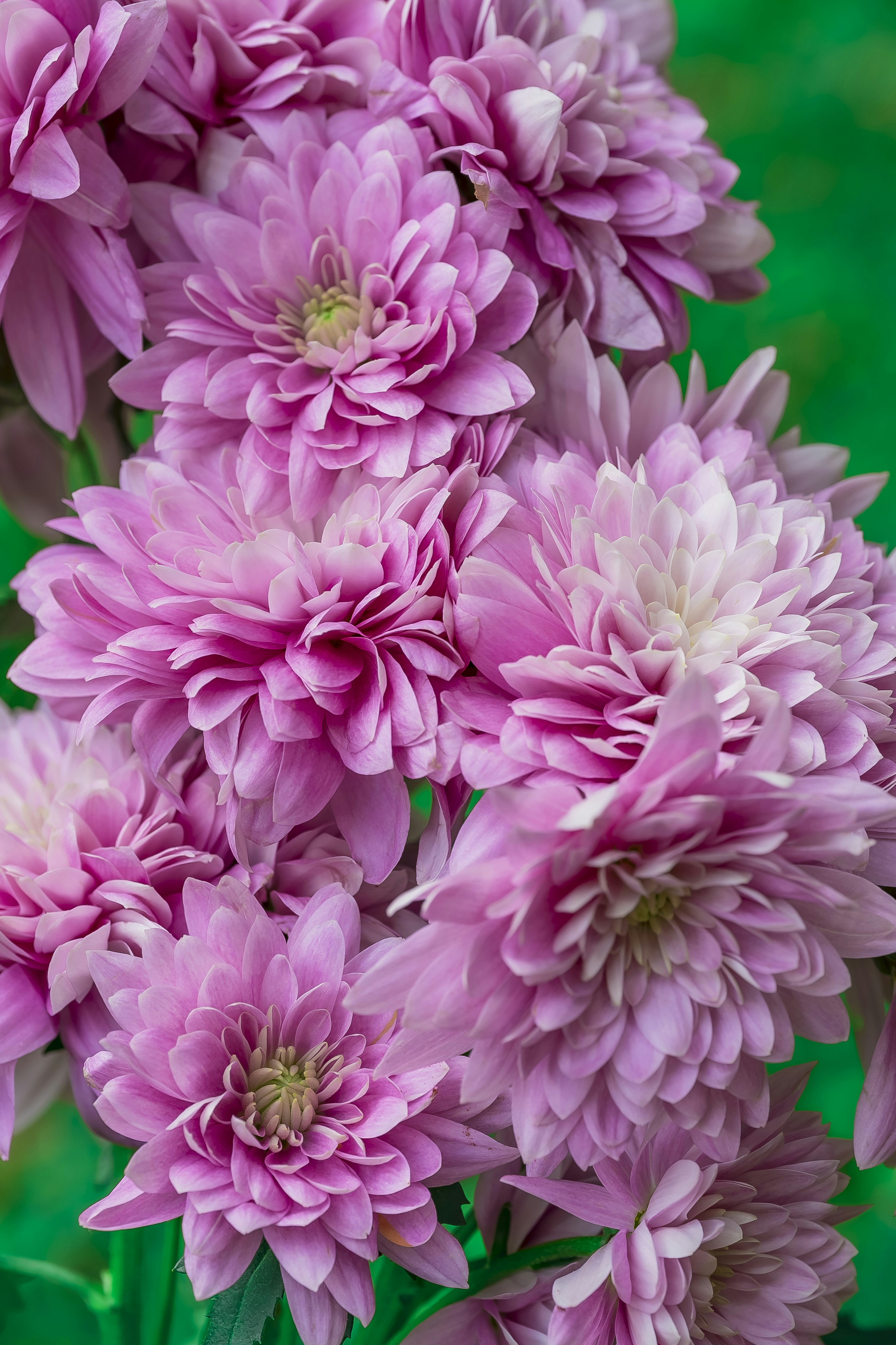 Pink Pompon Bloom Cluster