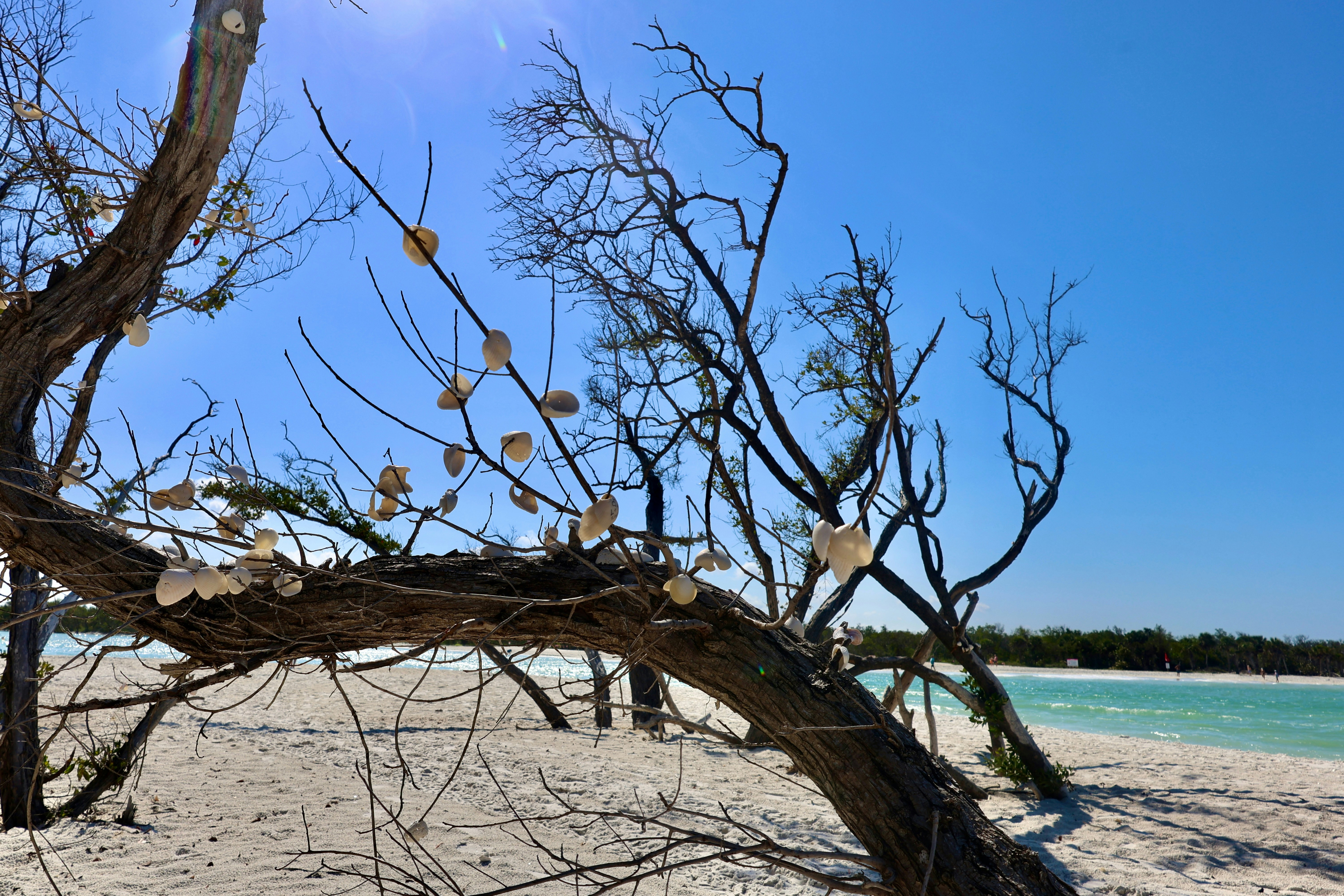 Rooted at the Sea: Driftwood Silhouette Framing a Turquoise Coast
