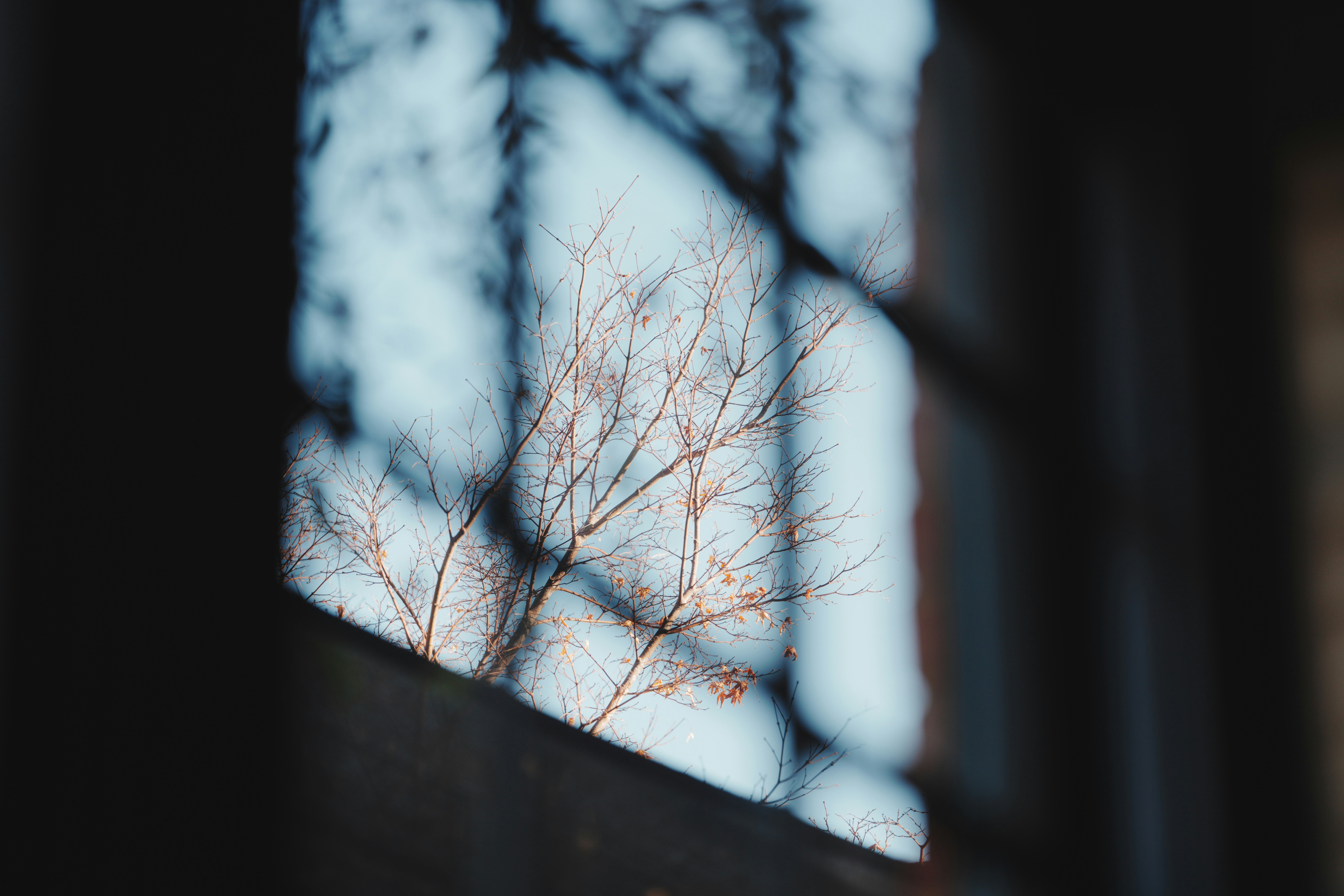 Branches in light: a sunlit portico periphery
