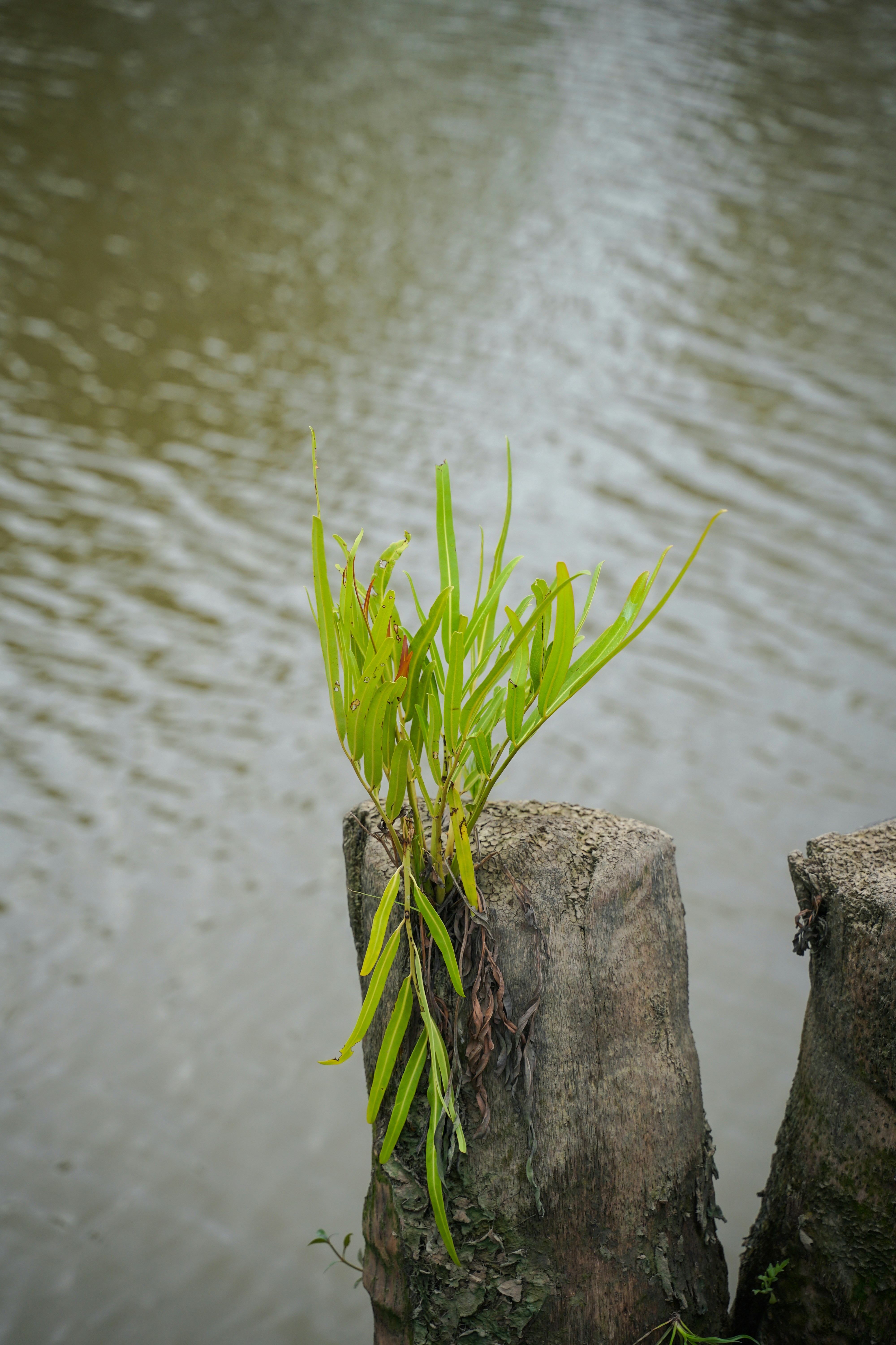 Sprout Crown on Weathered Post by Quiet Water