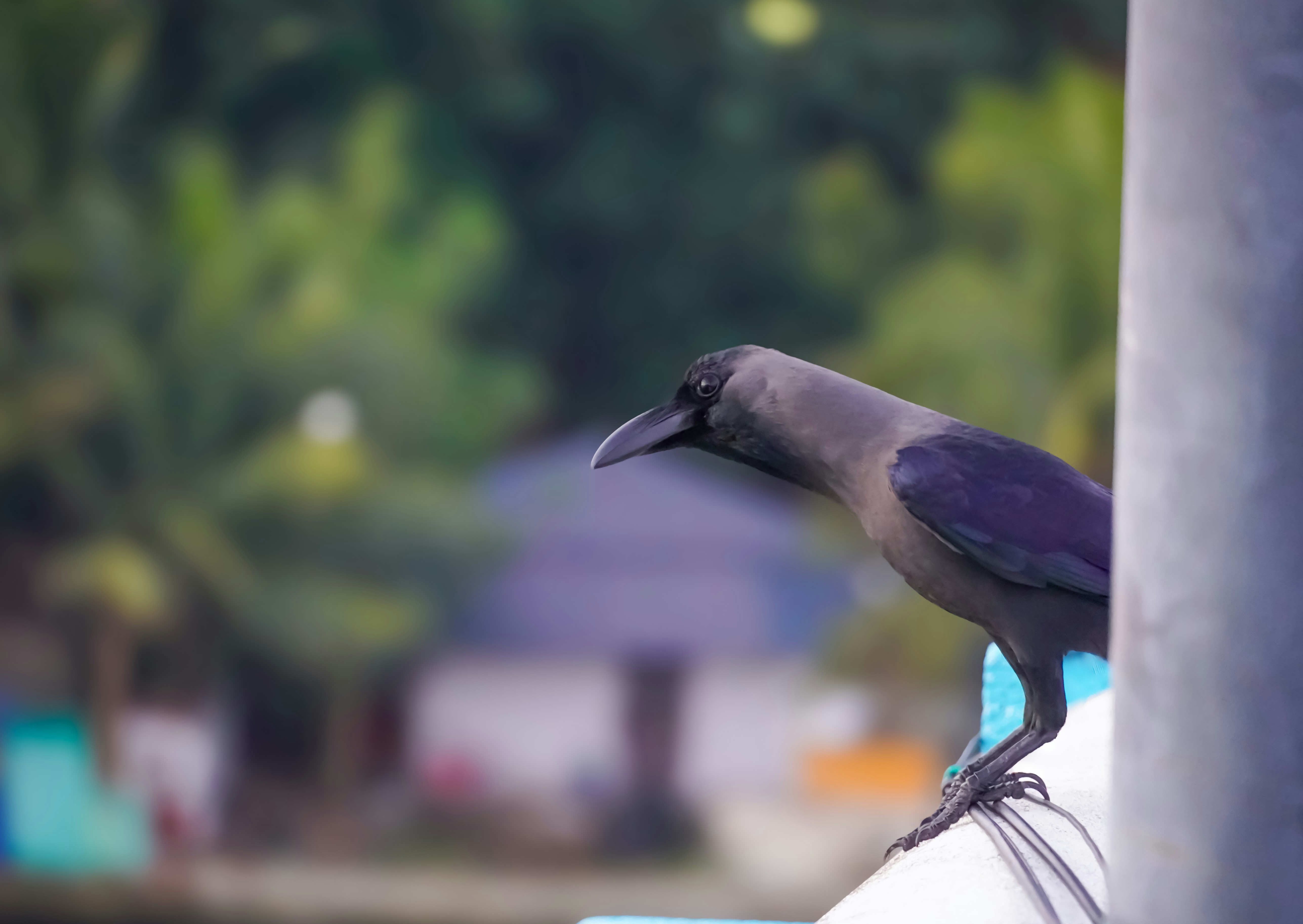 Indian Crow at morning time