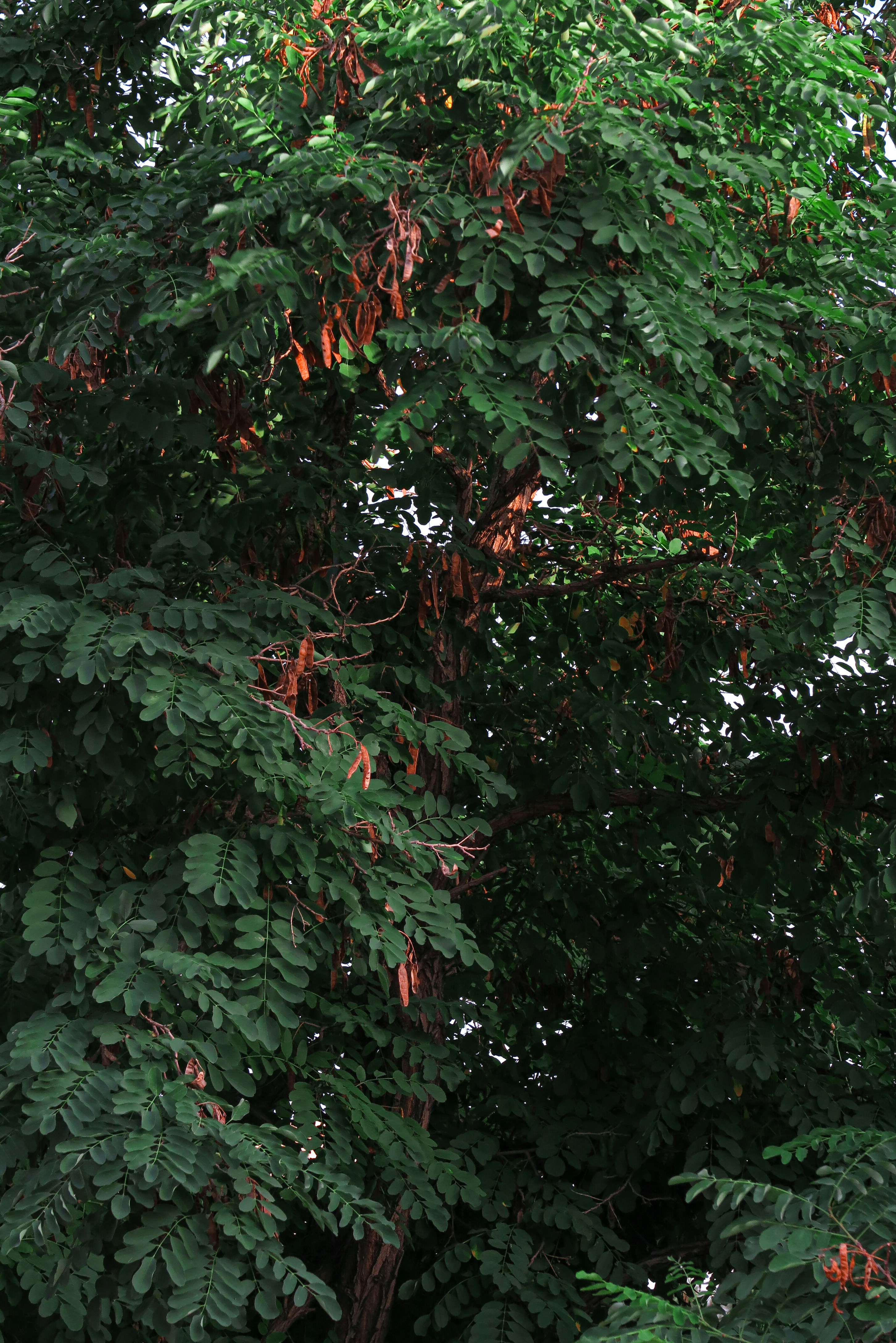 Verdant Curtain: Dense Foliage with Rosy Highlights