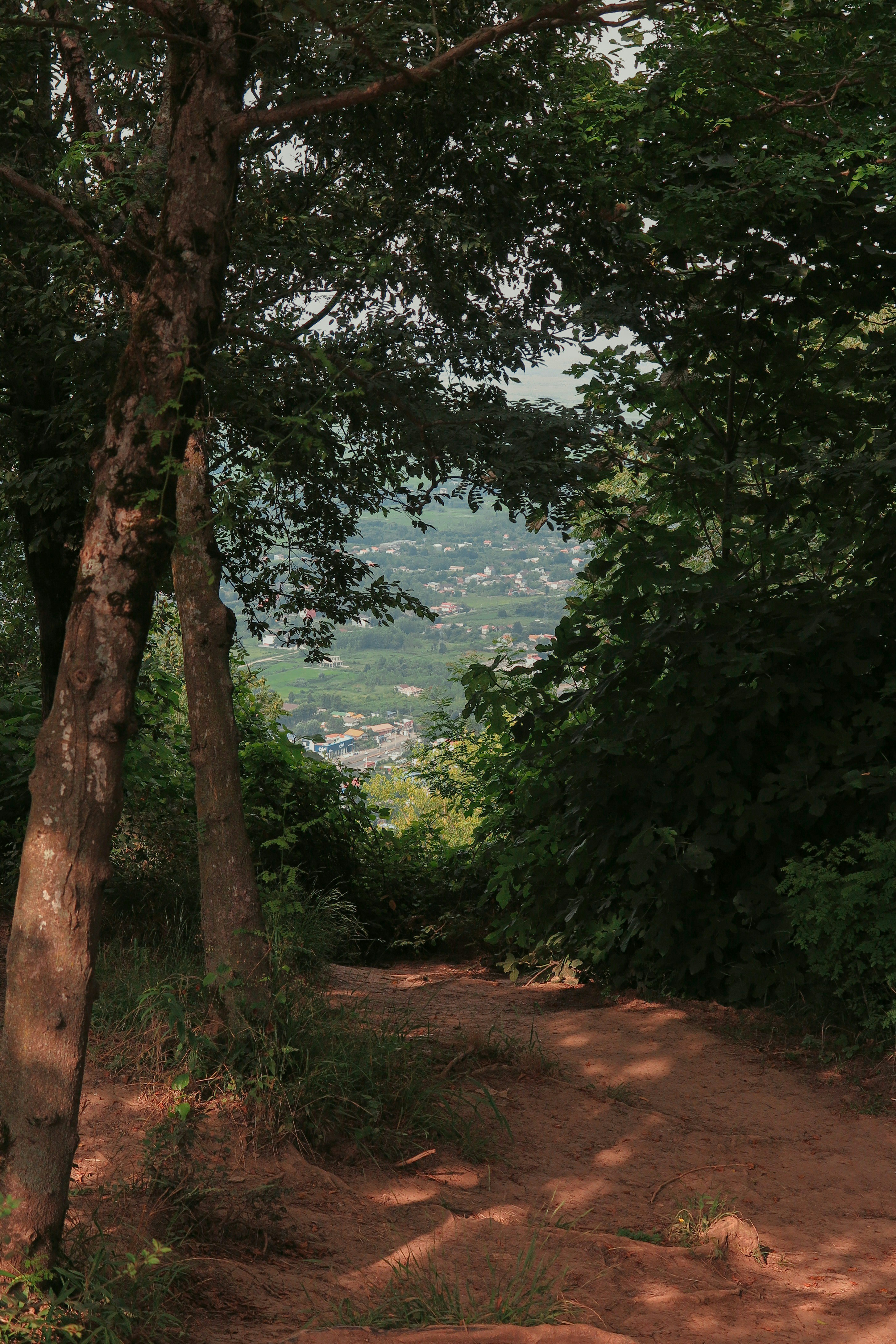 Hidden Terrace: A Sunset Path Through the Trees