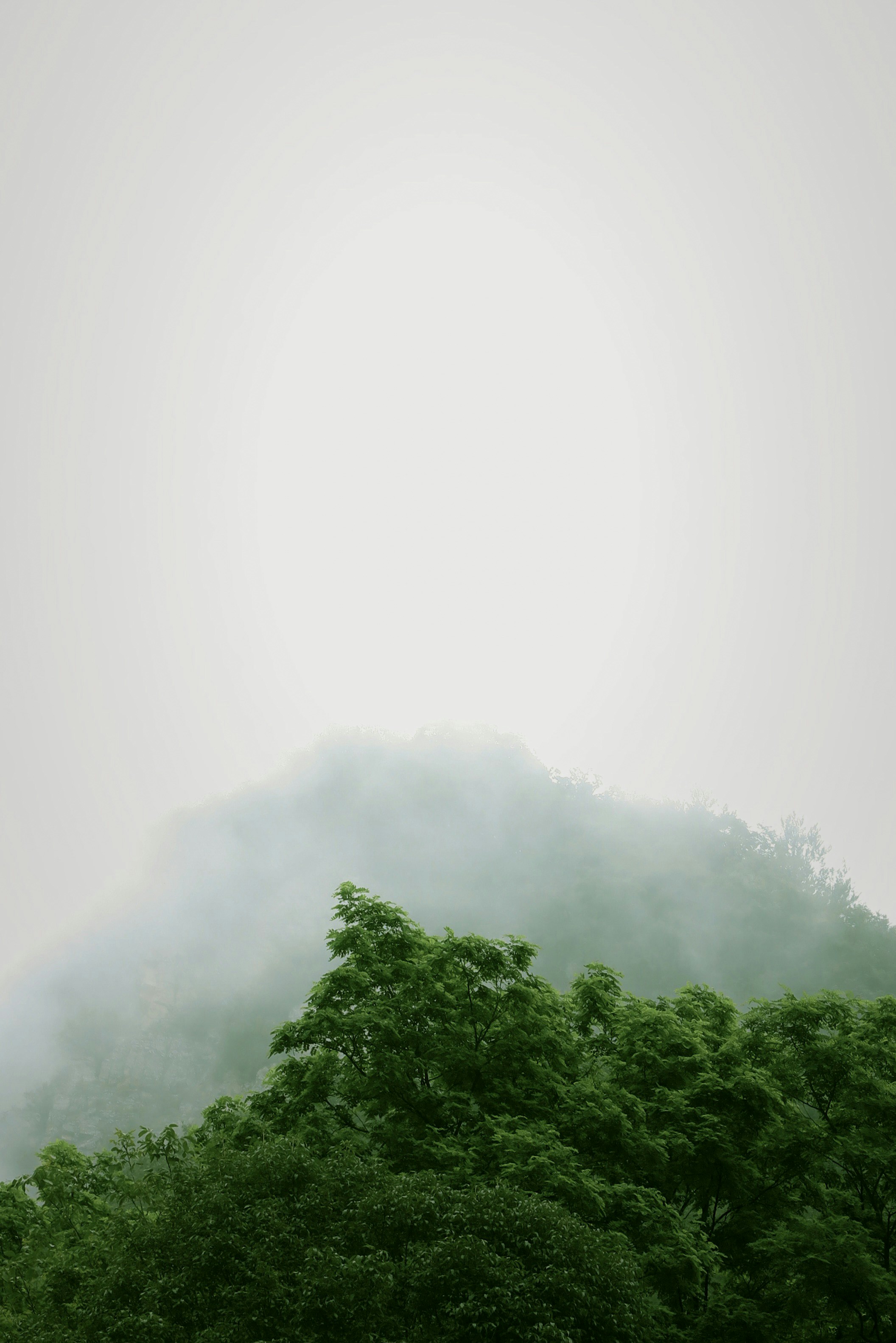 Fog Over Green Canopy: A Quiet Rise of Mist