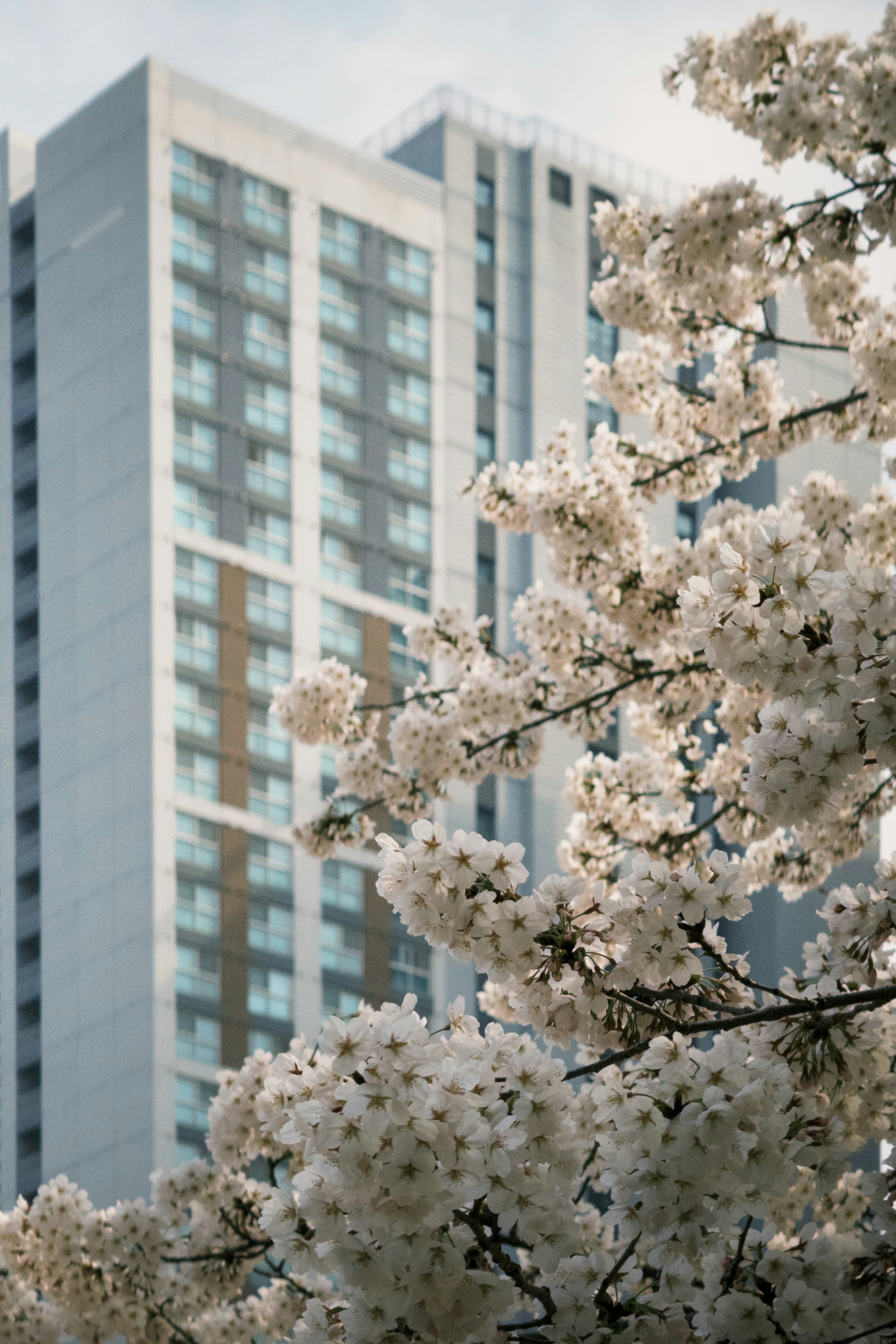 Cherry Blossoms Against a Modern Facade