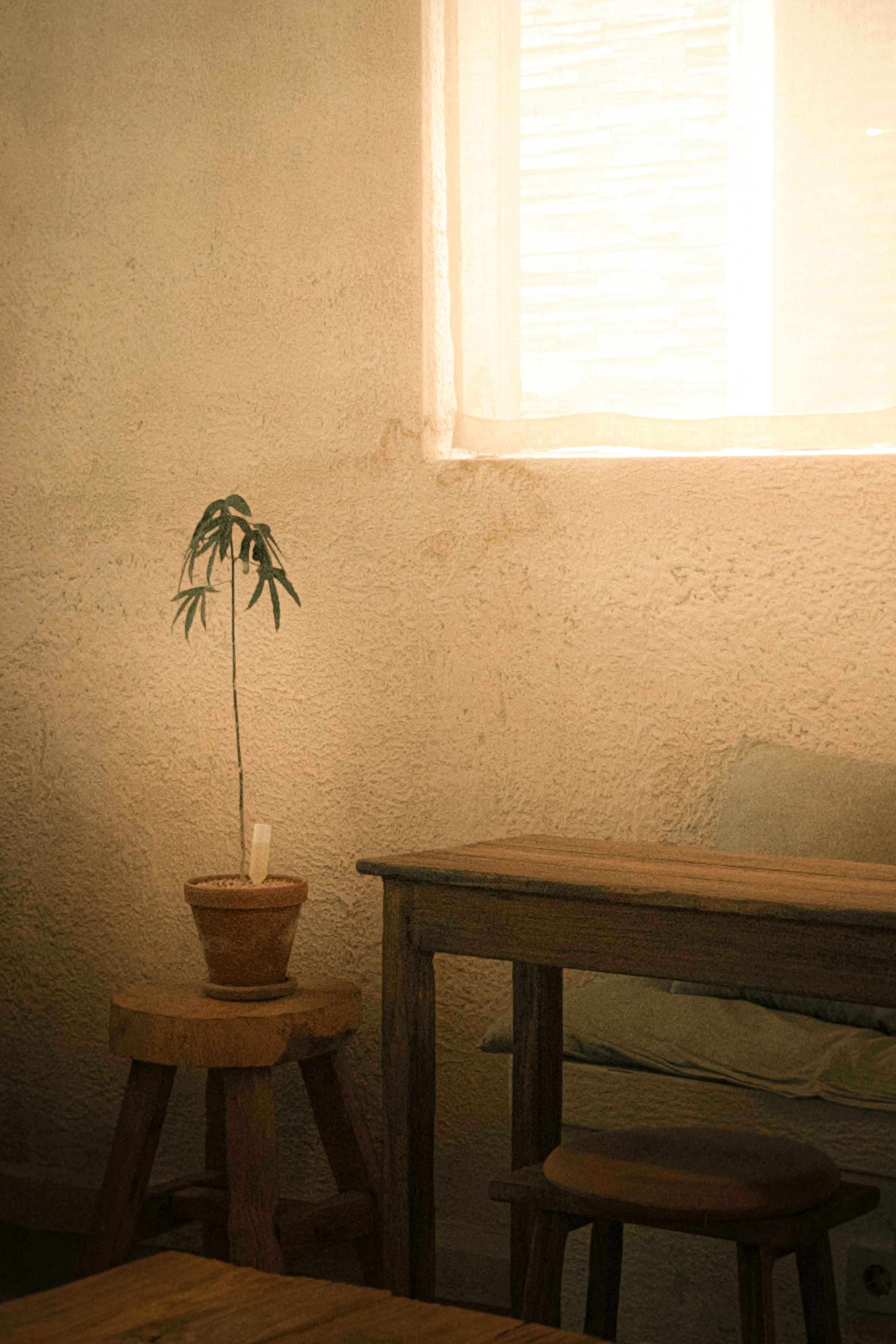 Quiet Corner: A Lone Plant and Wooden Table in Sunlit Room