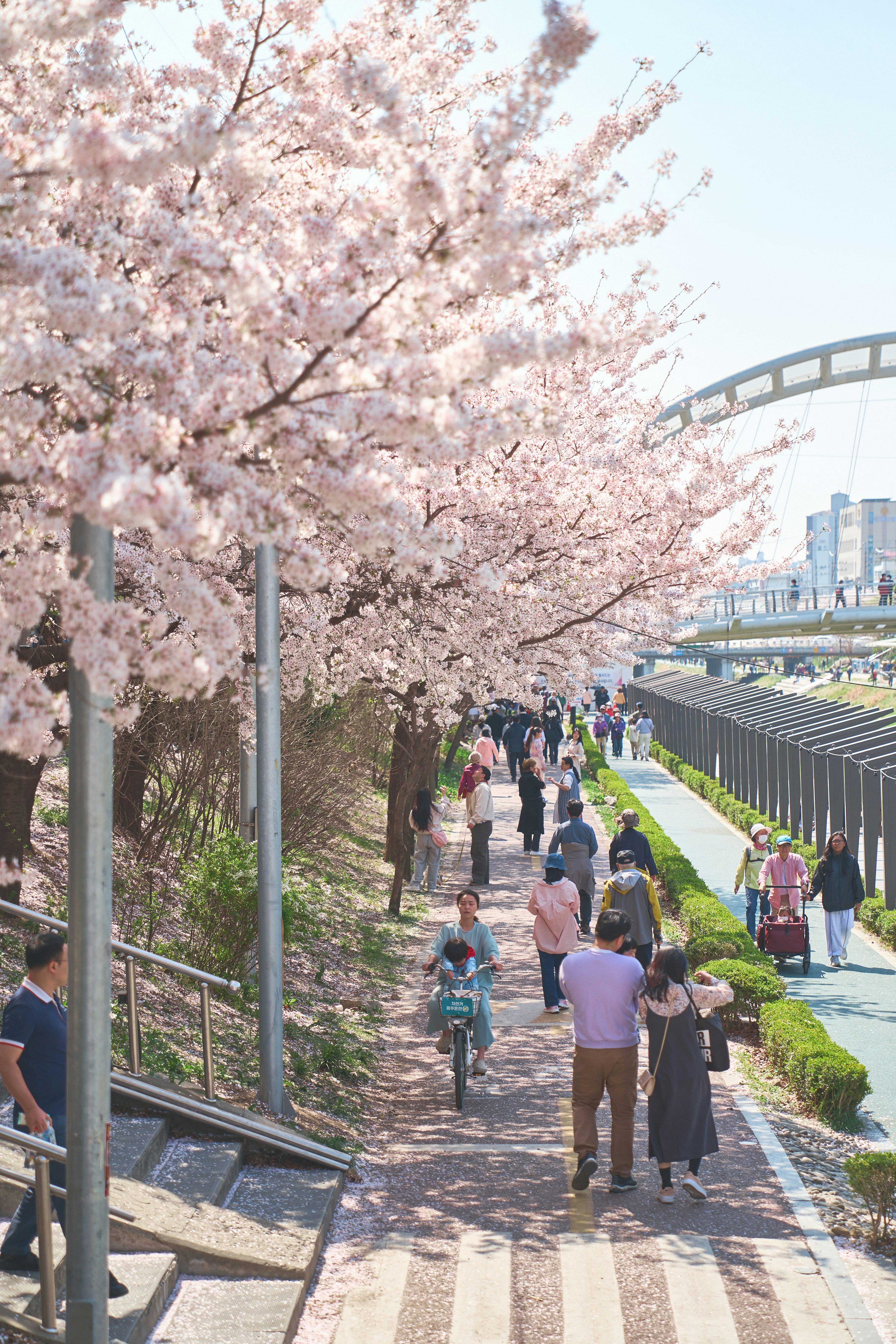 Cherry Blossom Riverside Walkway in Full Bloom