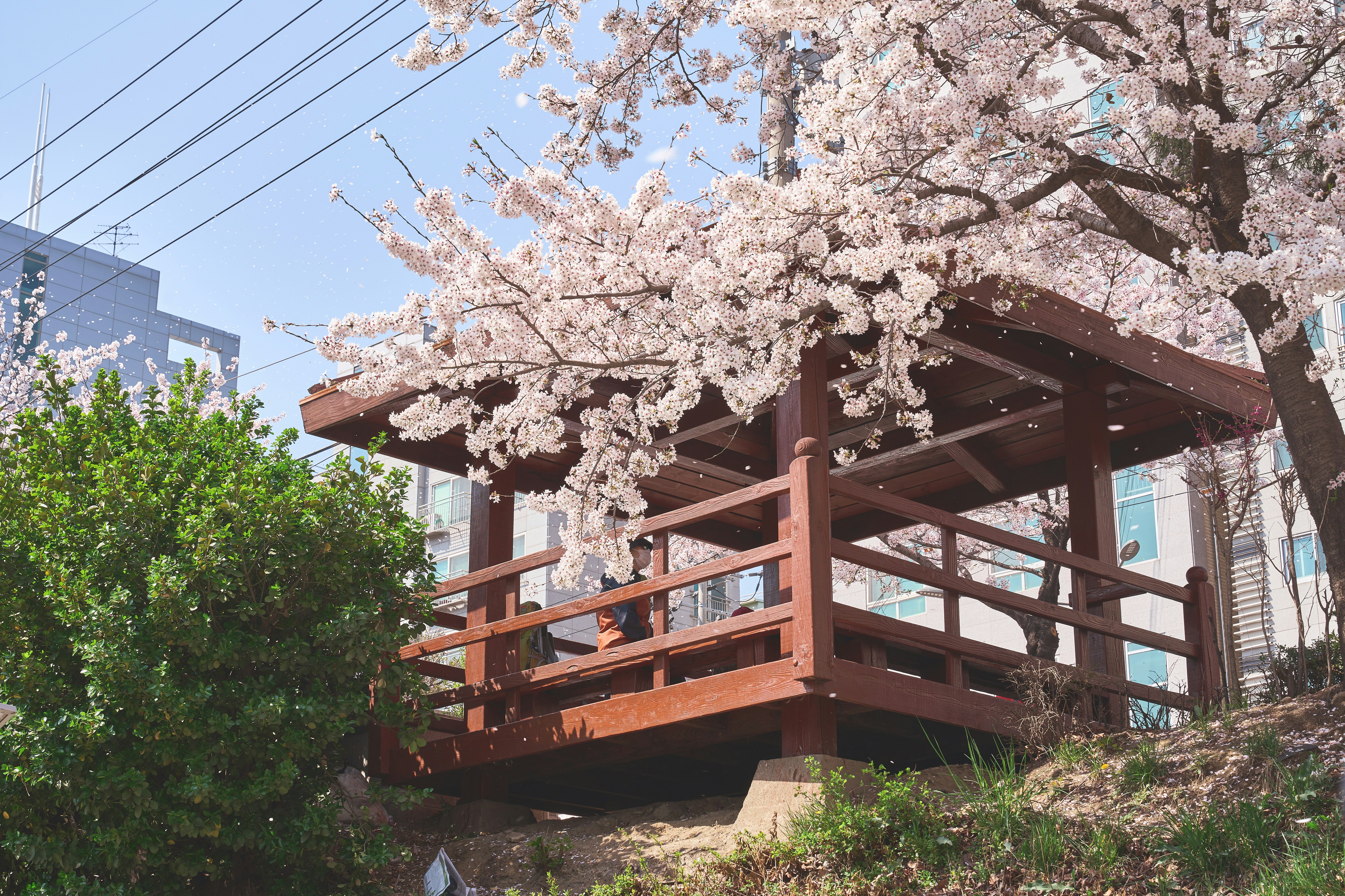 Cherry Blossom Gazebo Overlook