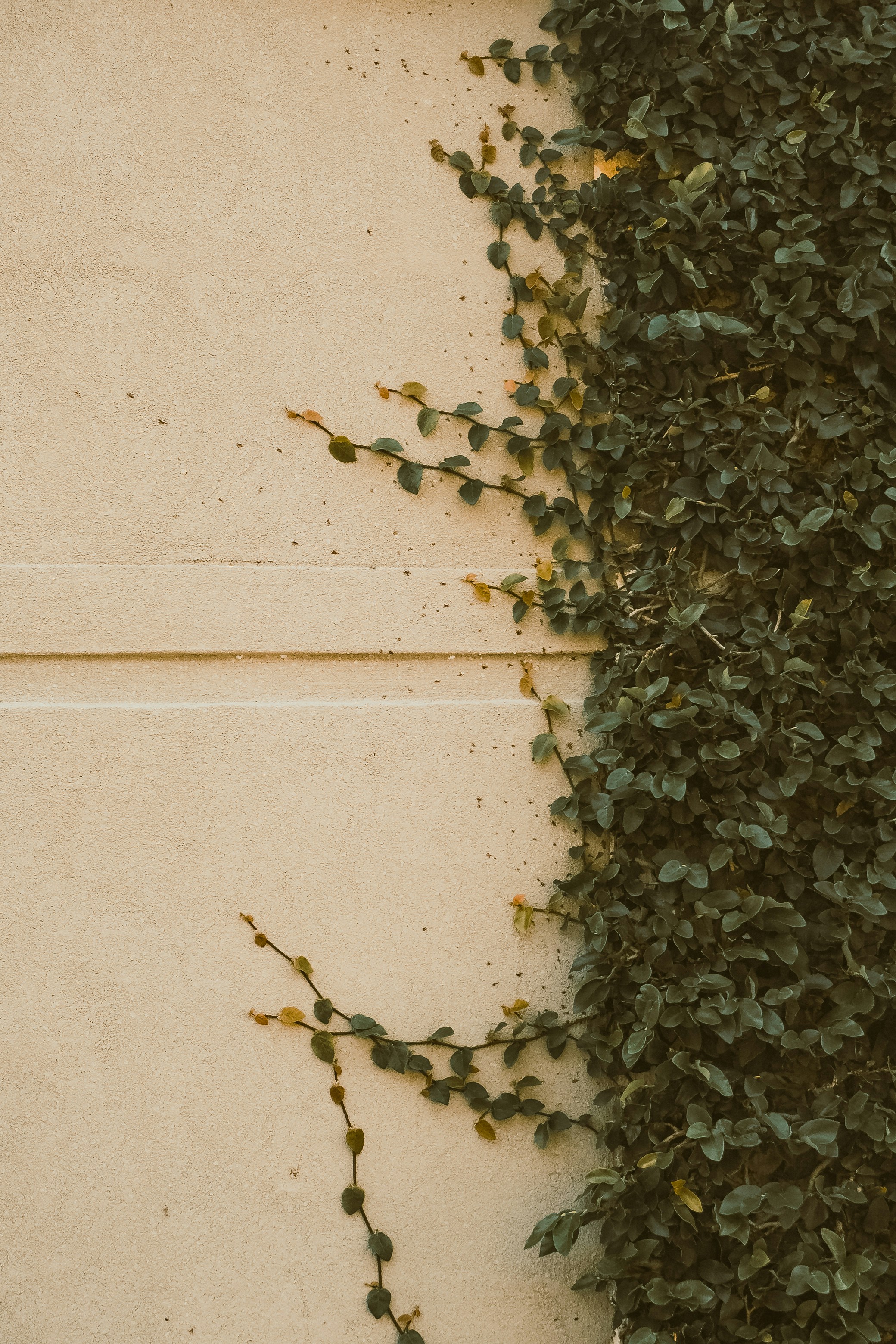 Vines Claim the Wall: A Quiet Corridor of Green Against Sandstone