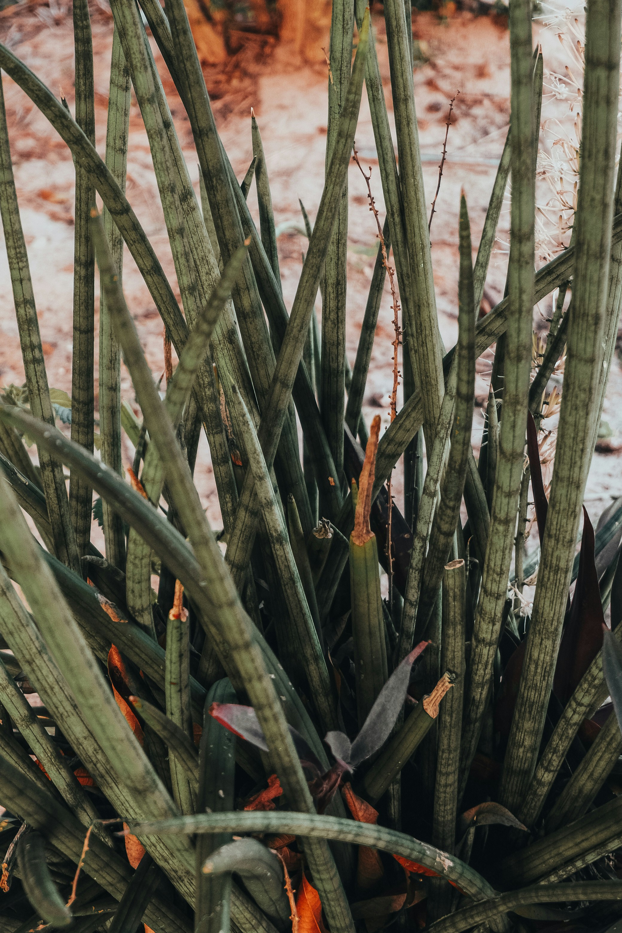 Succulent Vines in Focus: Streaks of Green Against a Desert Floor