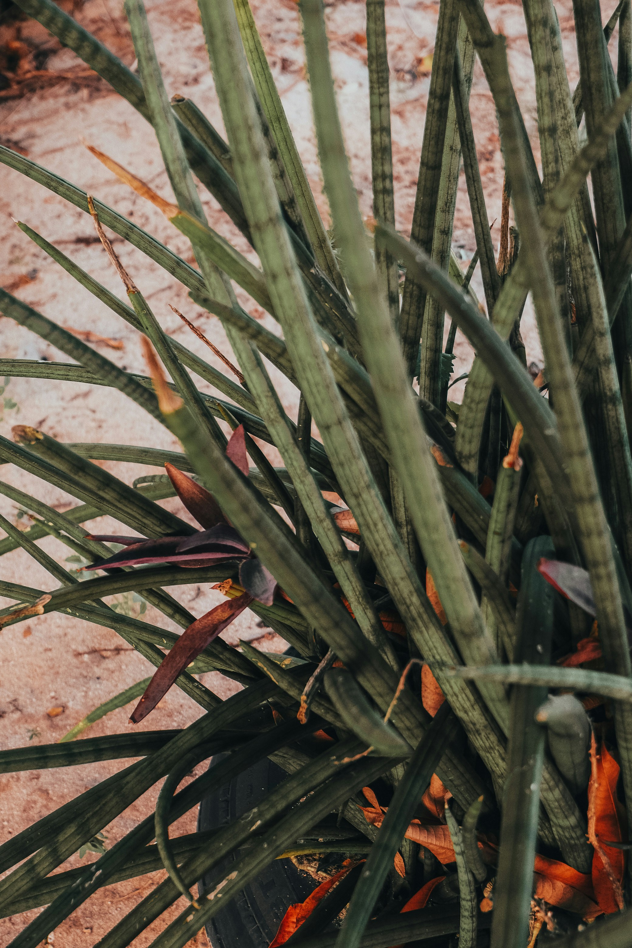 Green Spikes in Quiet Sand: A Close-Up of Desert Yucca Foliage