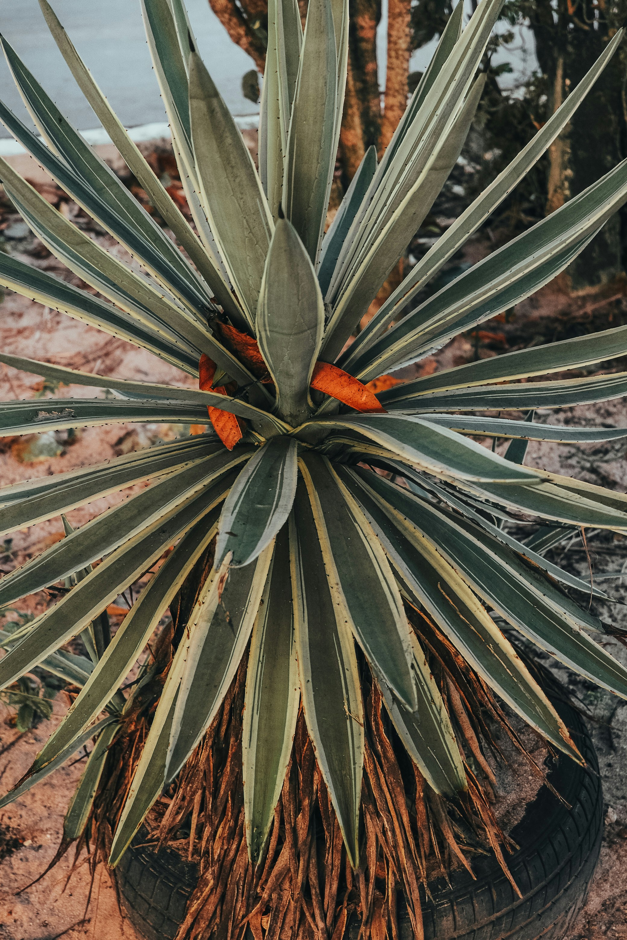 Desert Plant Starburst: A Close-Up of Agave Foliage Emerging from a Recycled Tire