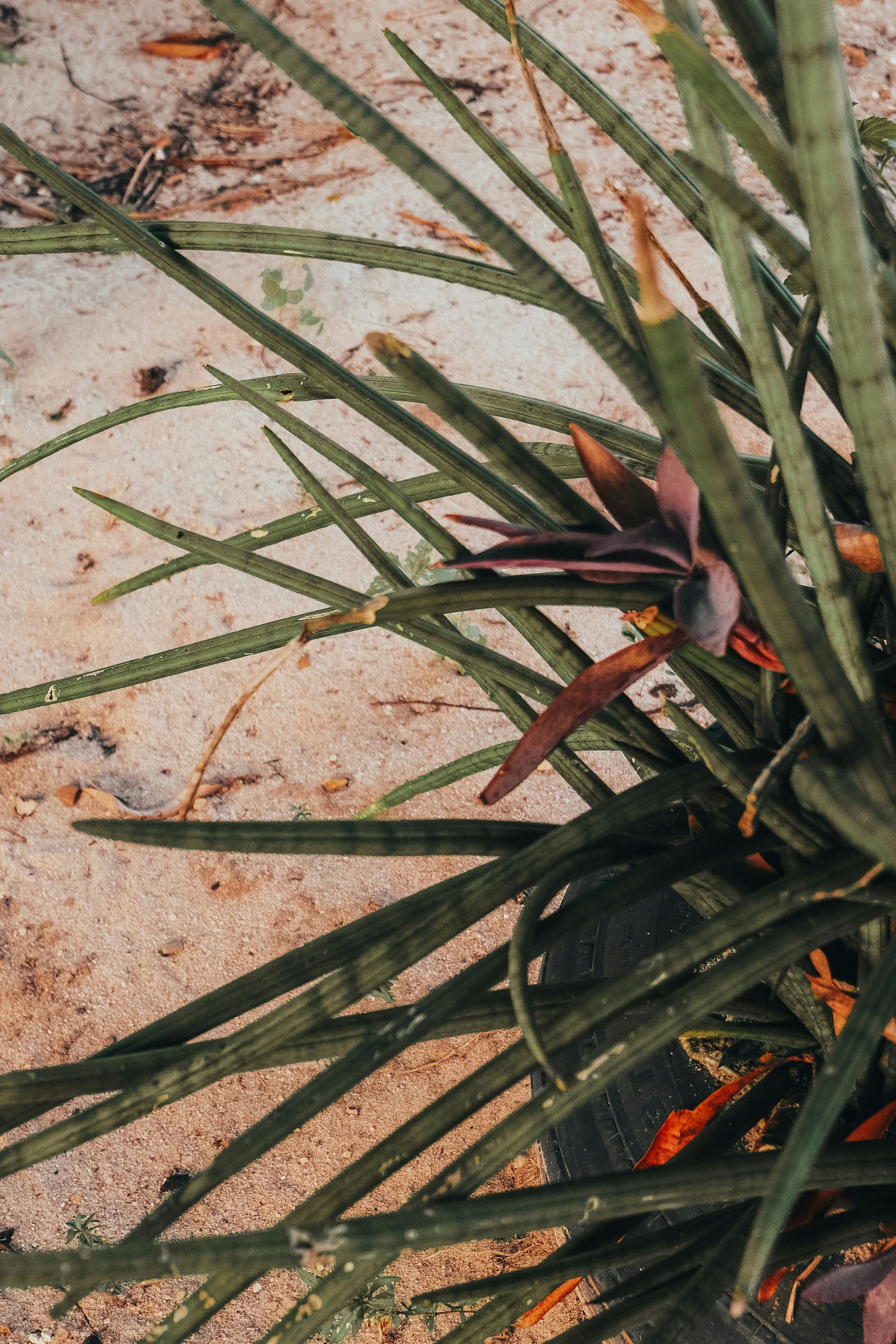 Desert Flora in Focus: A Sunlit Cluster of Spiky Leaves