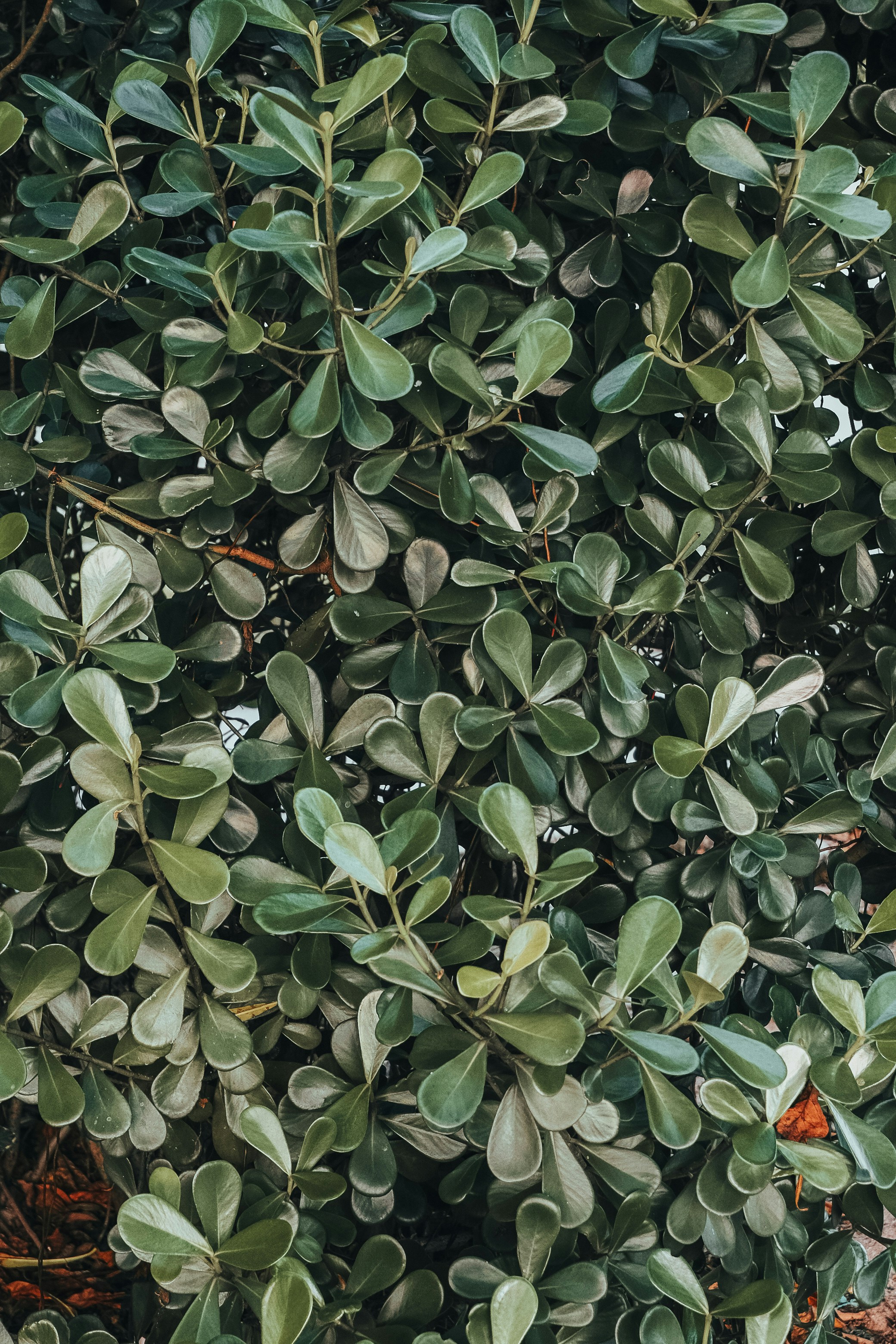 Emerald Cascade: Close-knit Foliage Flourish