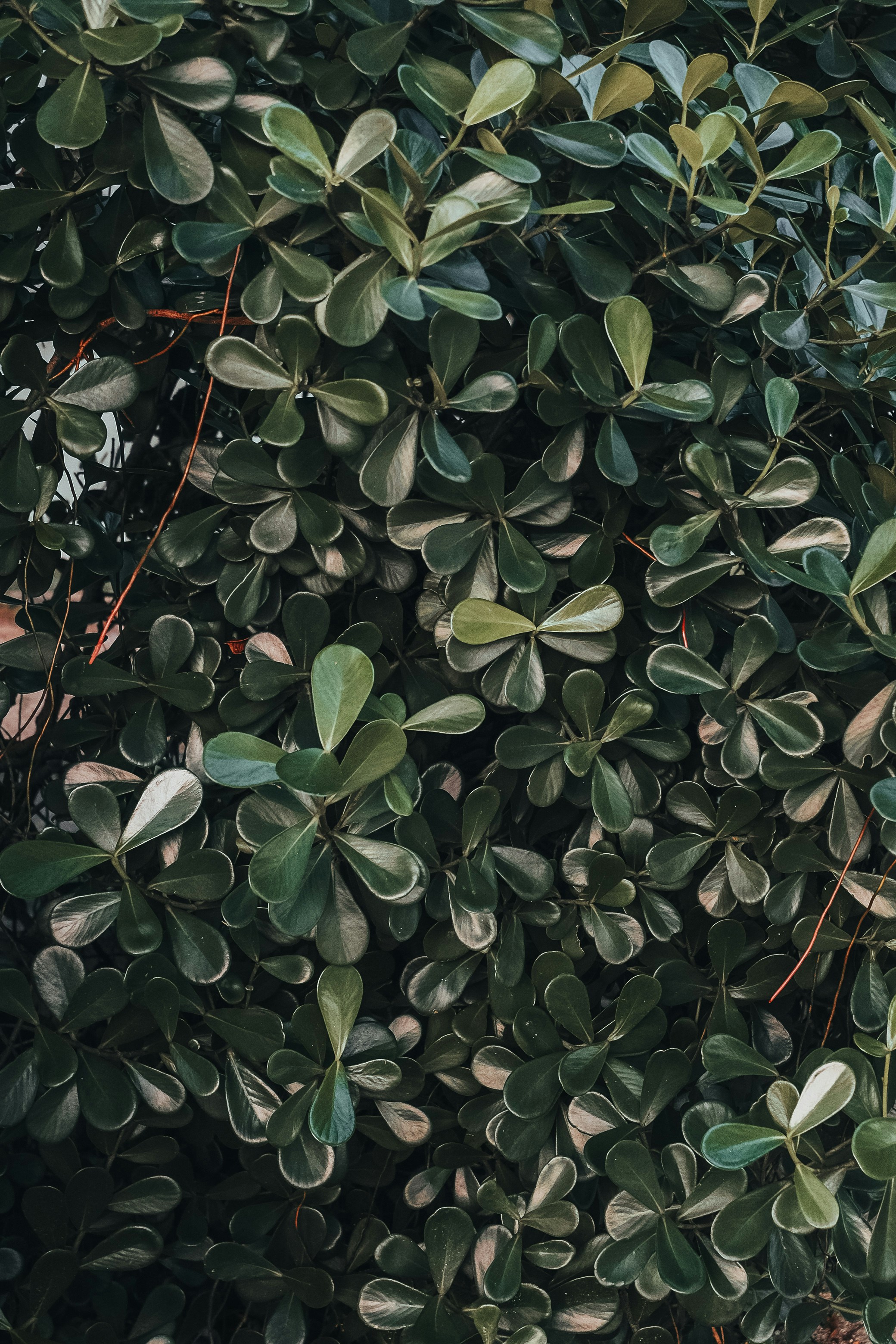 Emerald tapestry: close-up of dense glossy leaves