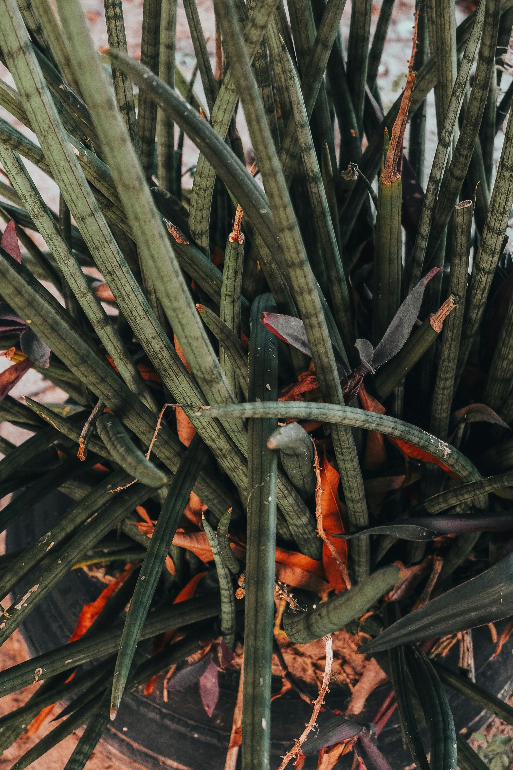 Crisscross of Desert Green: A Close-Up of Spiky Foliage