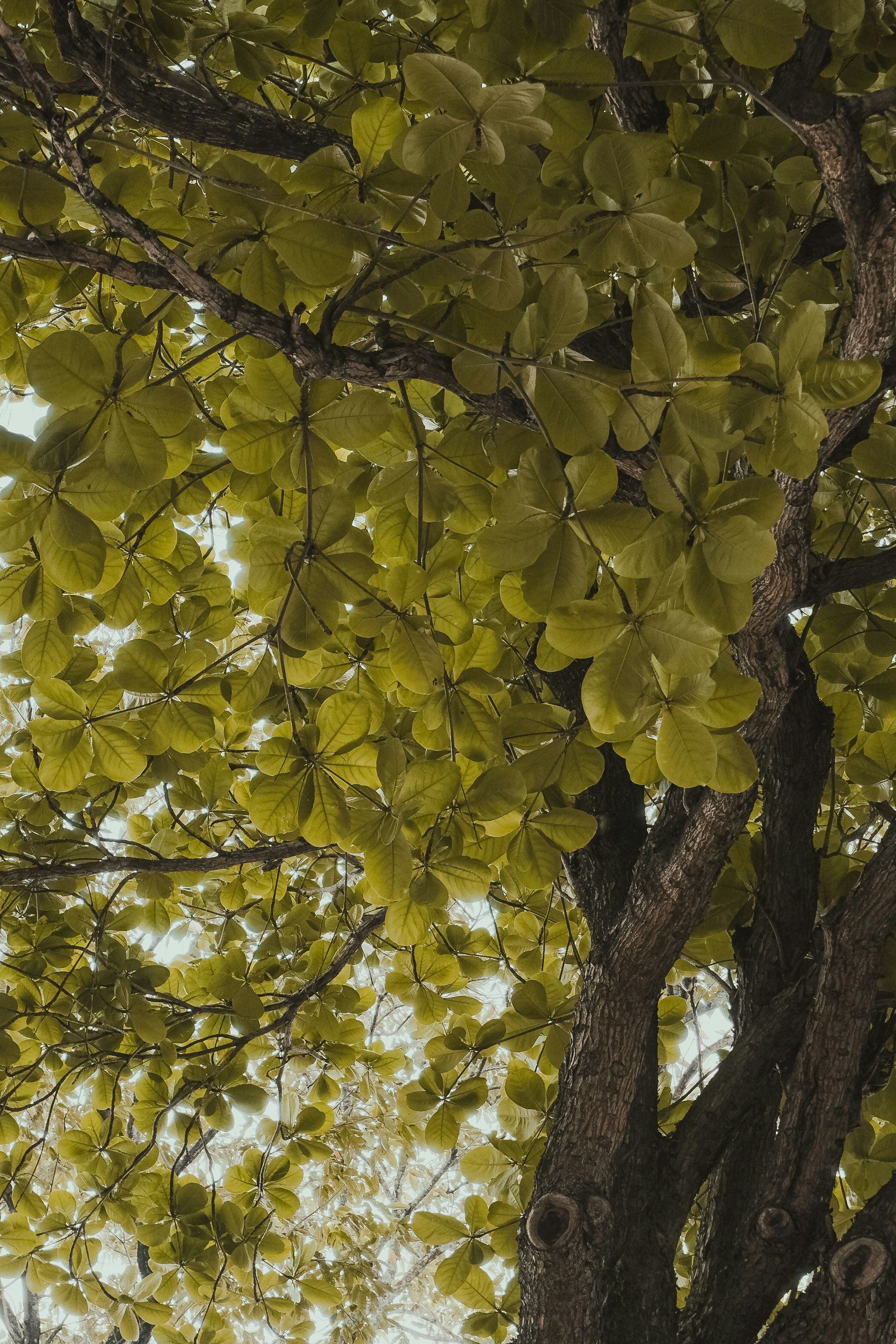 Sunlit Canopy: A Close-In Look at Green Foliage and Weathered Trunk