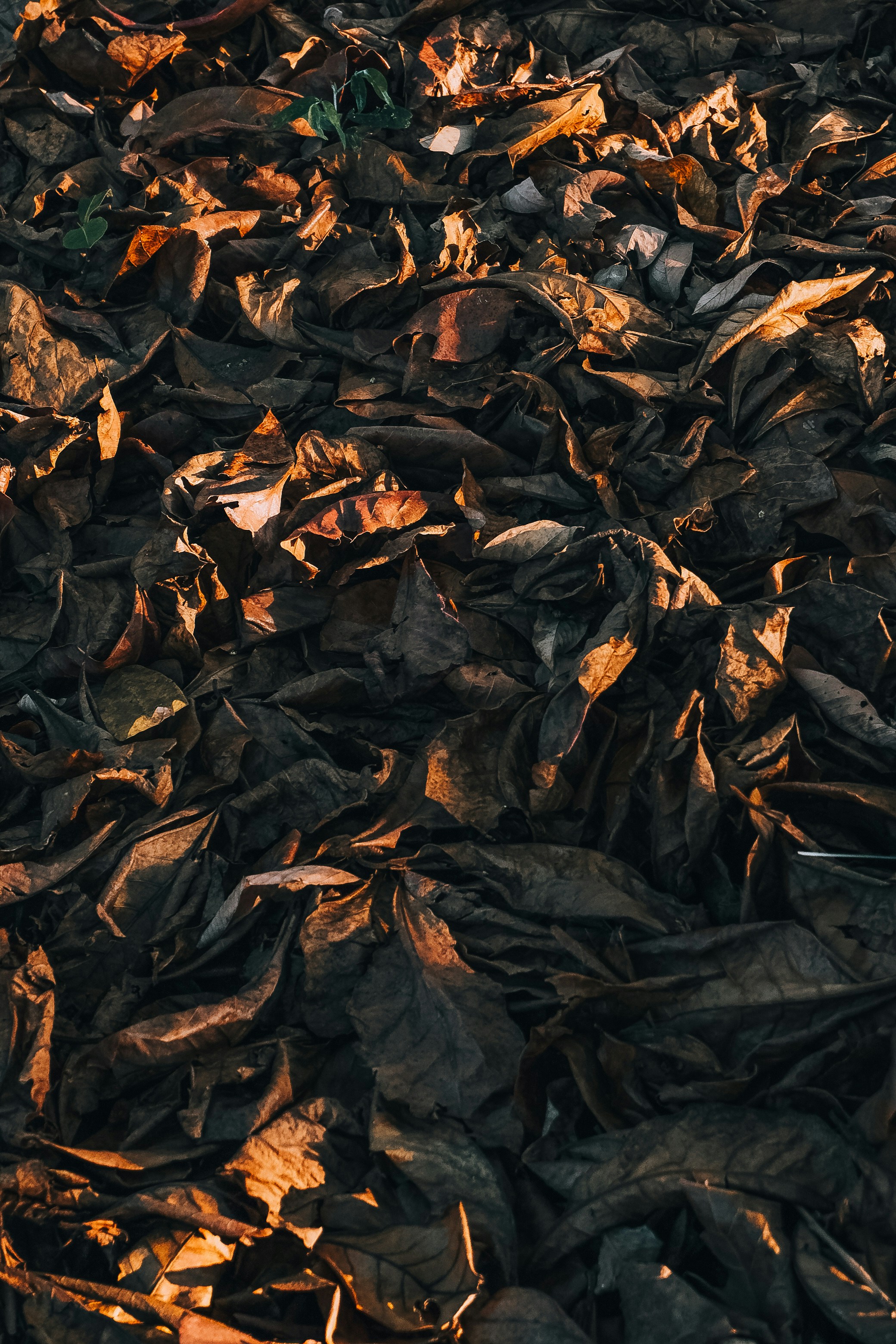 Autumn Ground: Warm Light Patches Among Fallen Leaves