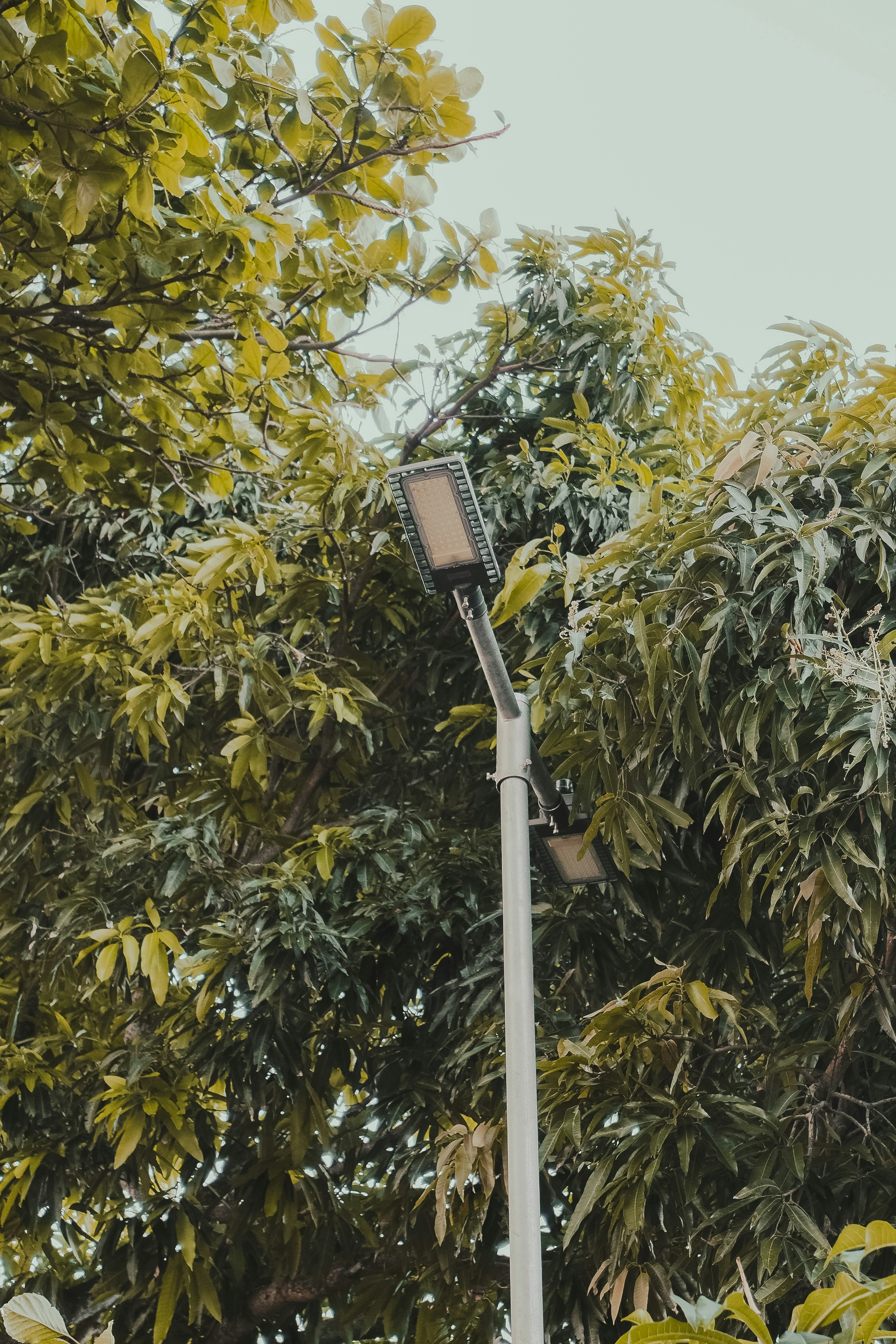 Streetlight in a Sea of Leaves