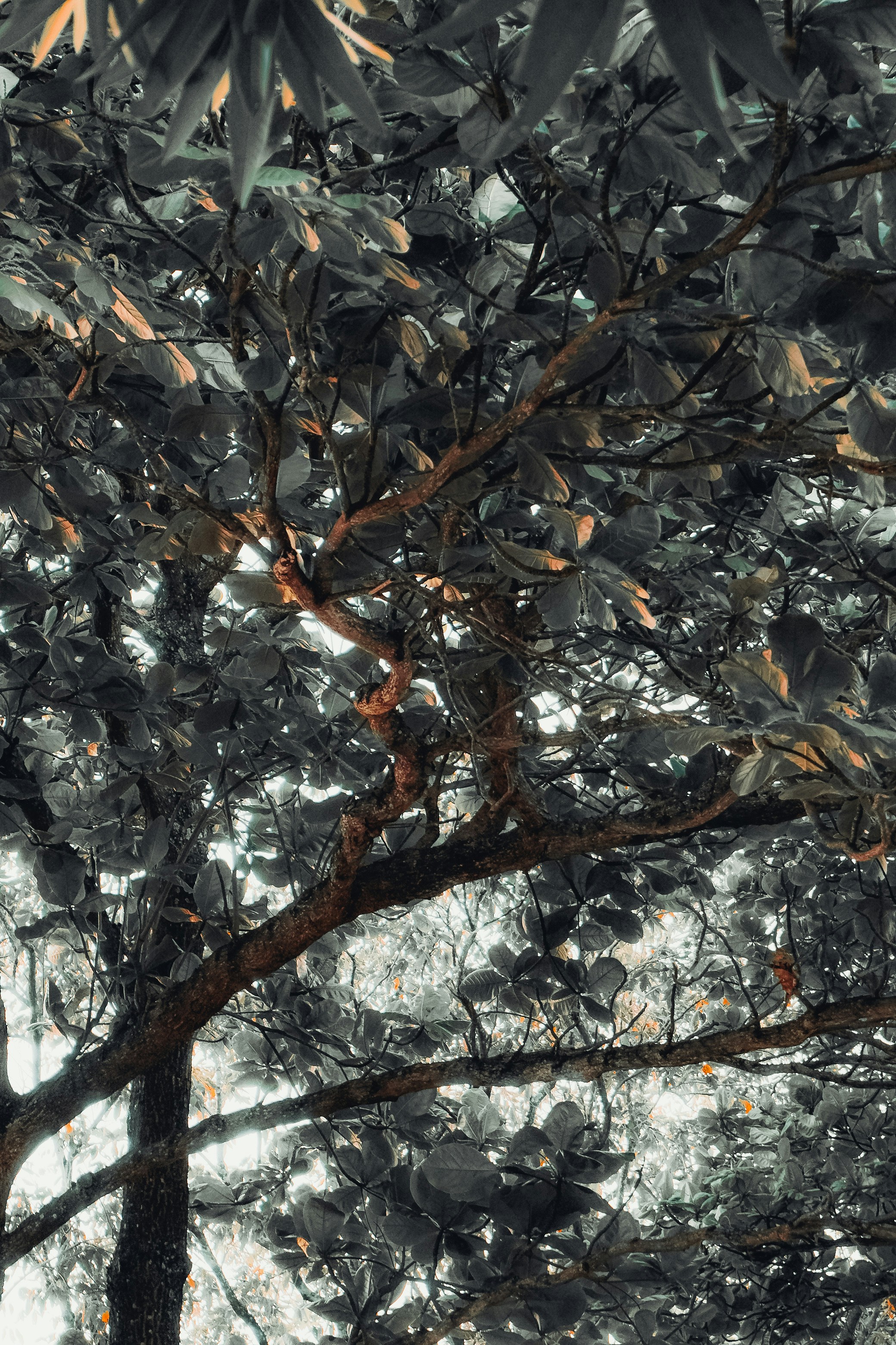 Verdant Canopy in Quiet Light