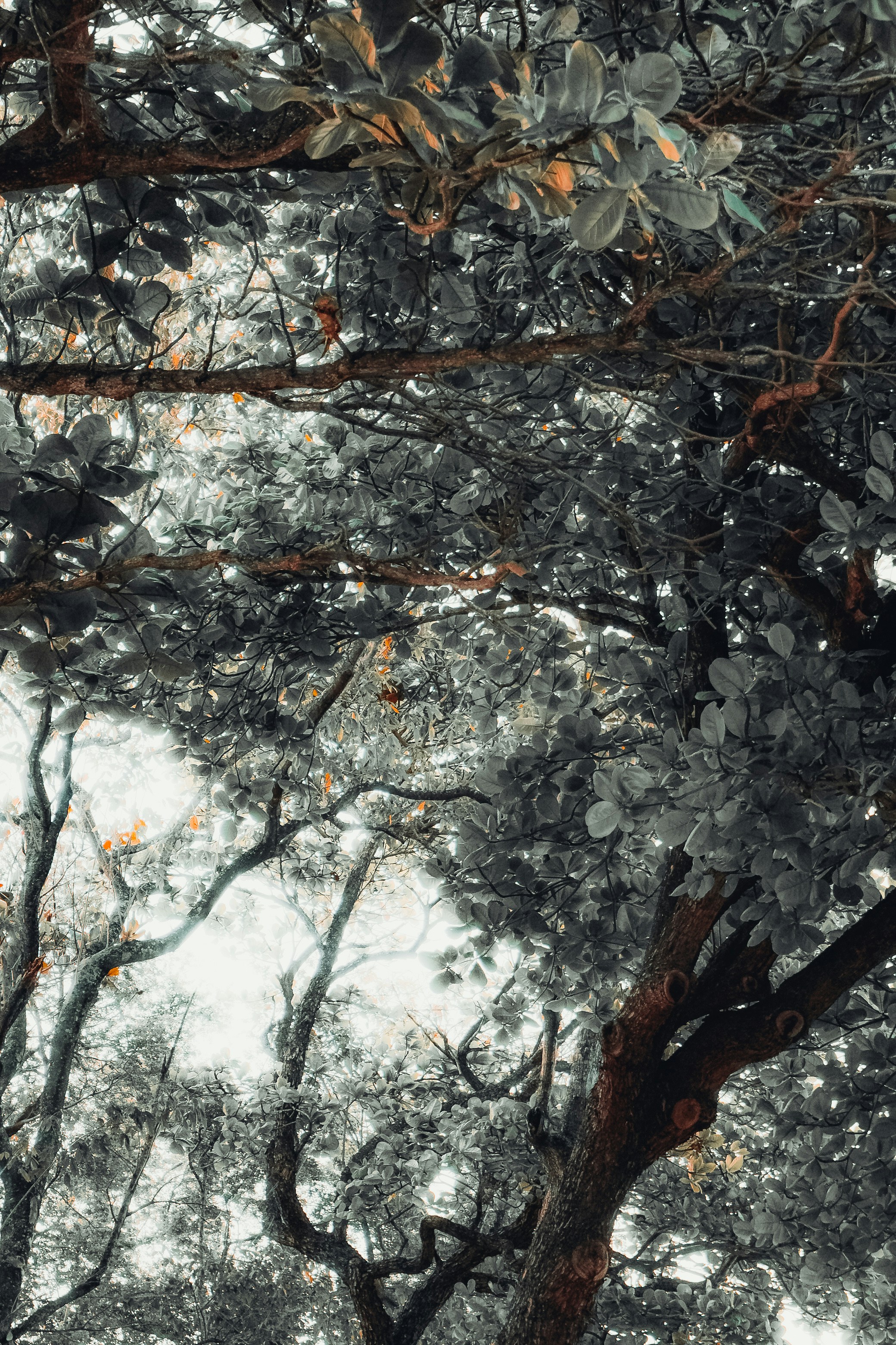 Canopy Echoes: A Quiet Portrait of Twilight Leaves