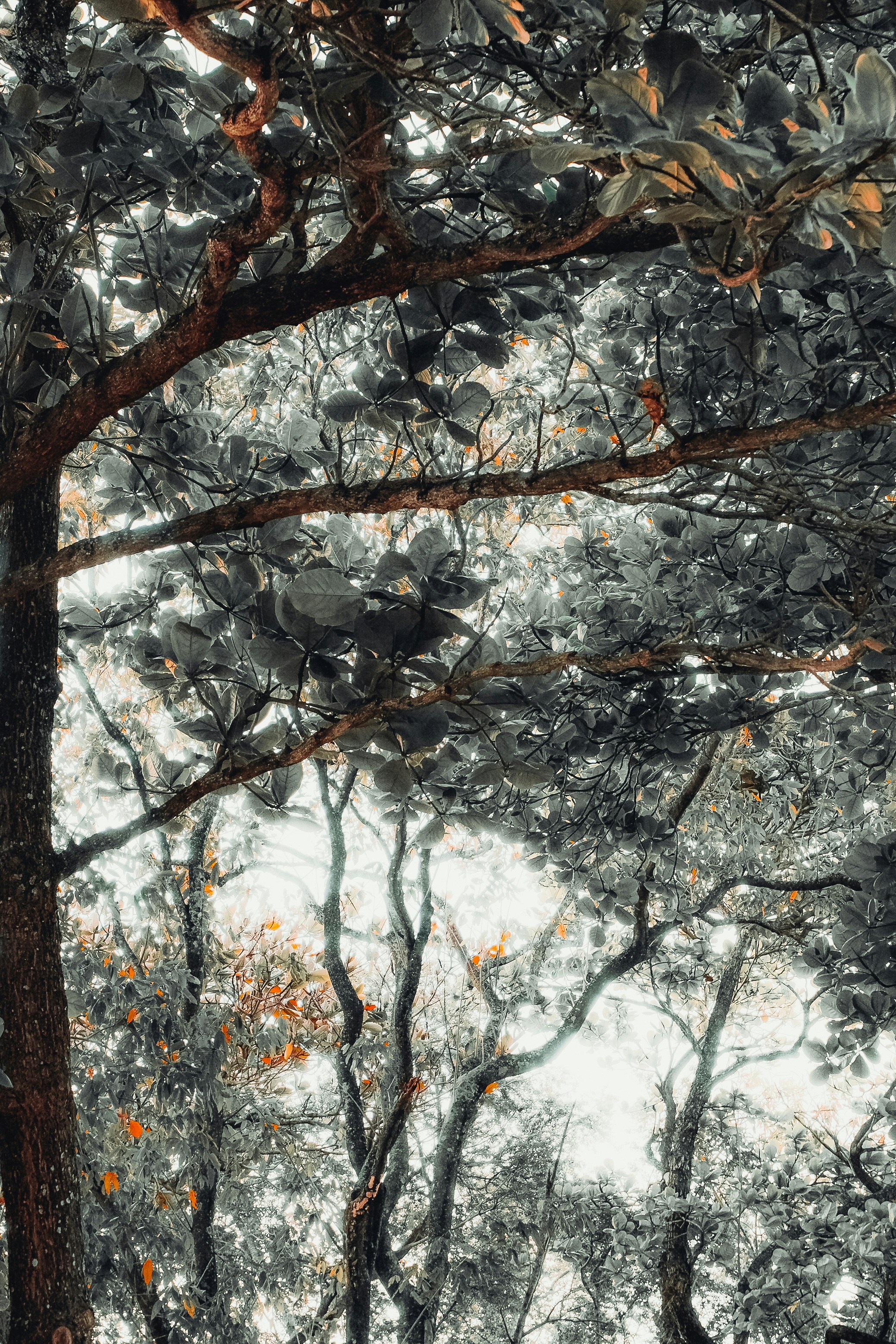 Mist-veiled Canopy: Quiet Trees Reach for Winter Light