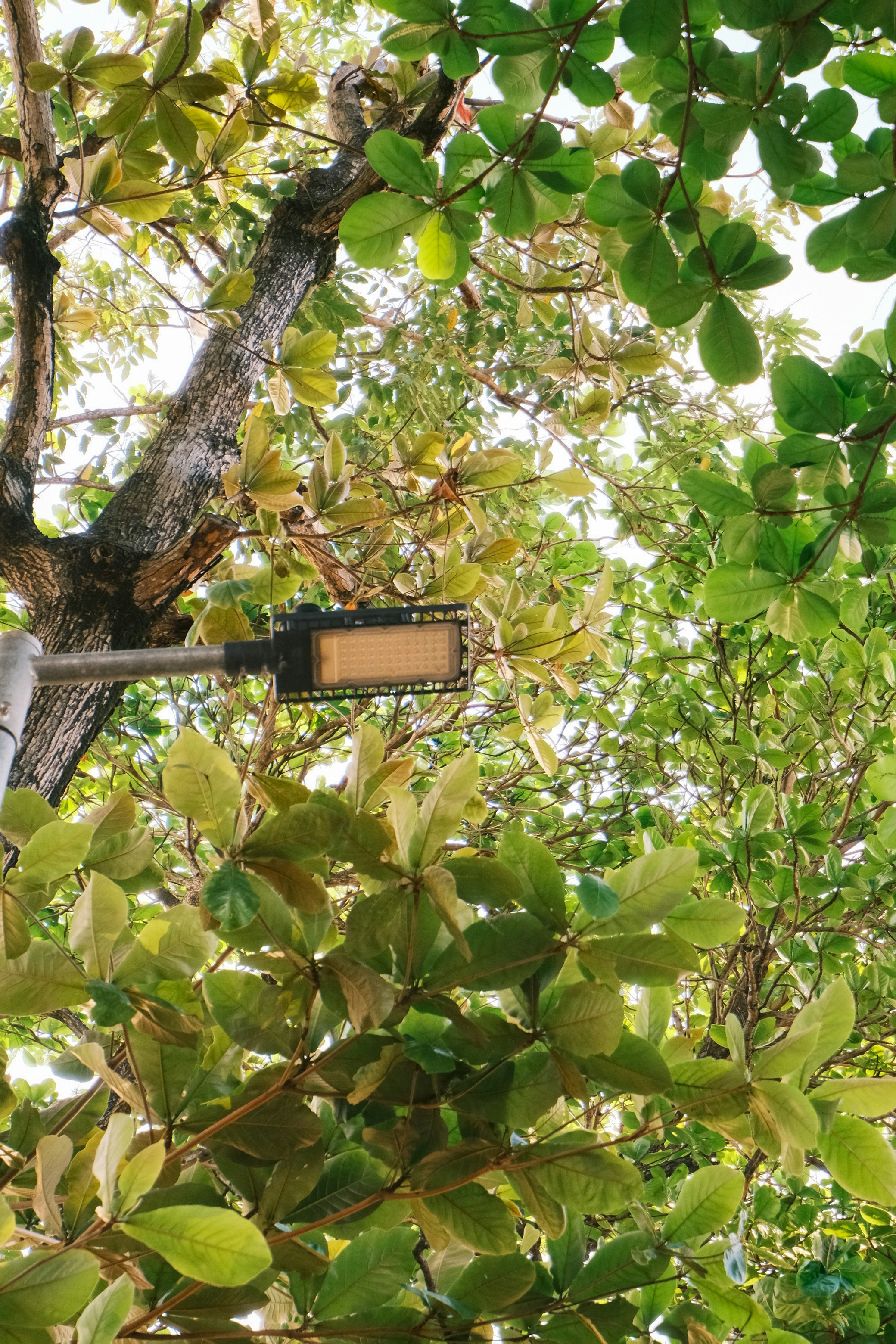 Sunlit Canopy Overhead: A Streetlamp Among Green Foliage