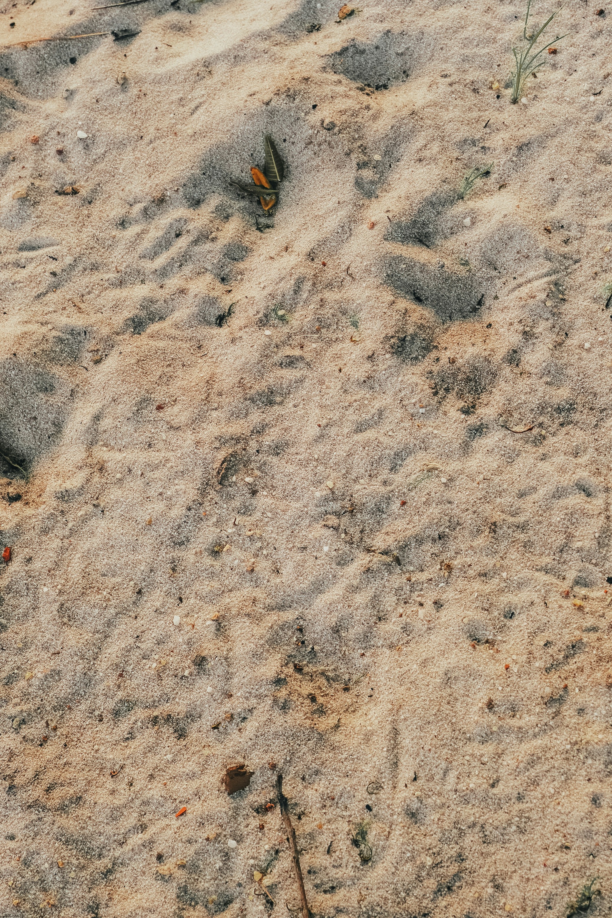 Footprints in Sunlit Sand: A Quiet Shoreline Moment