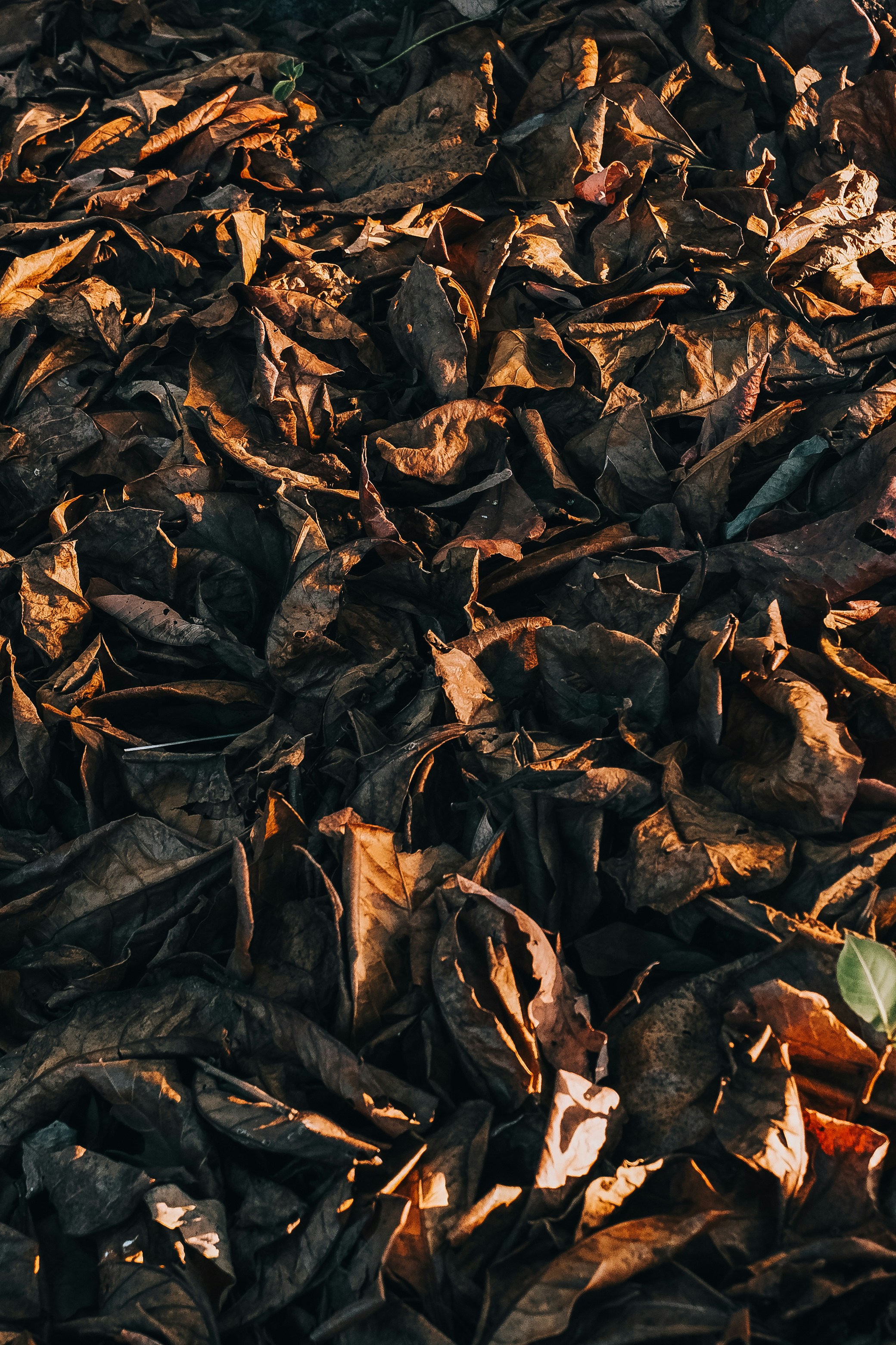 Autumn Floor: A Rich Tumble of Fallen Leaves in Warm Light
