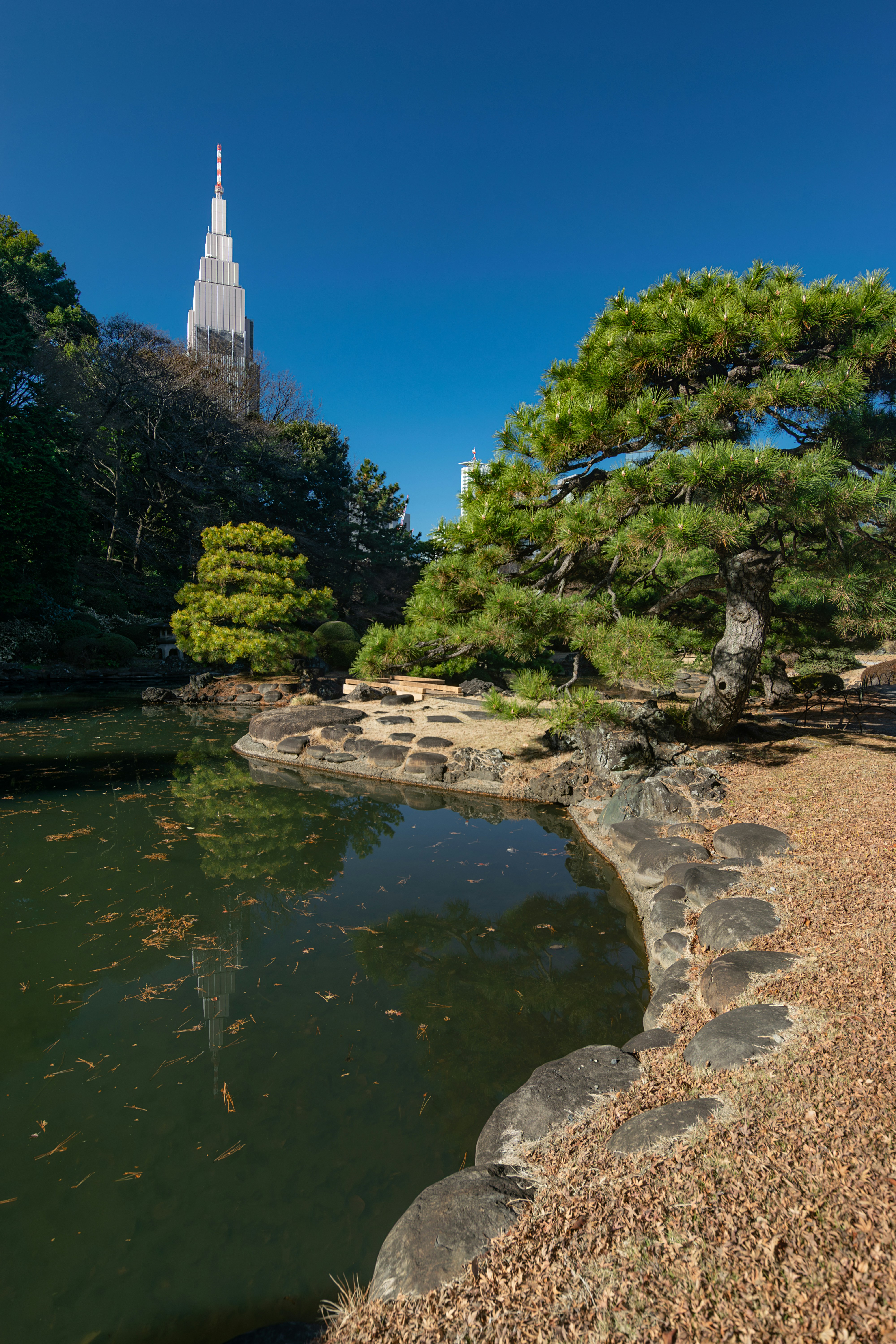 Serene pond and stone edge with pruned pine trees in a sunlit urban park, with a tall tower rising in the distance.