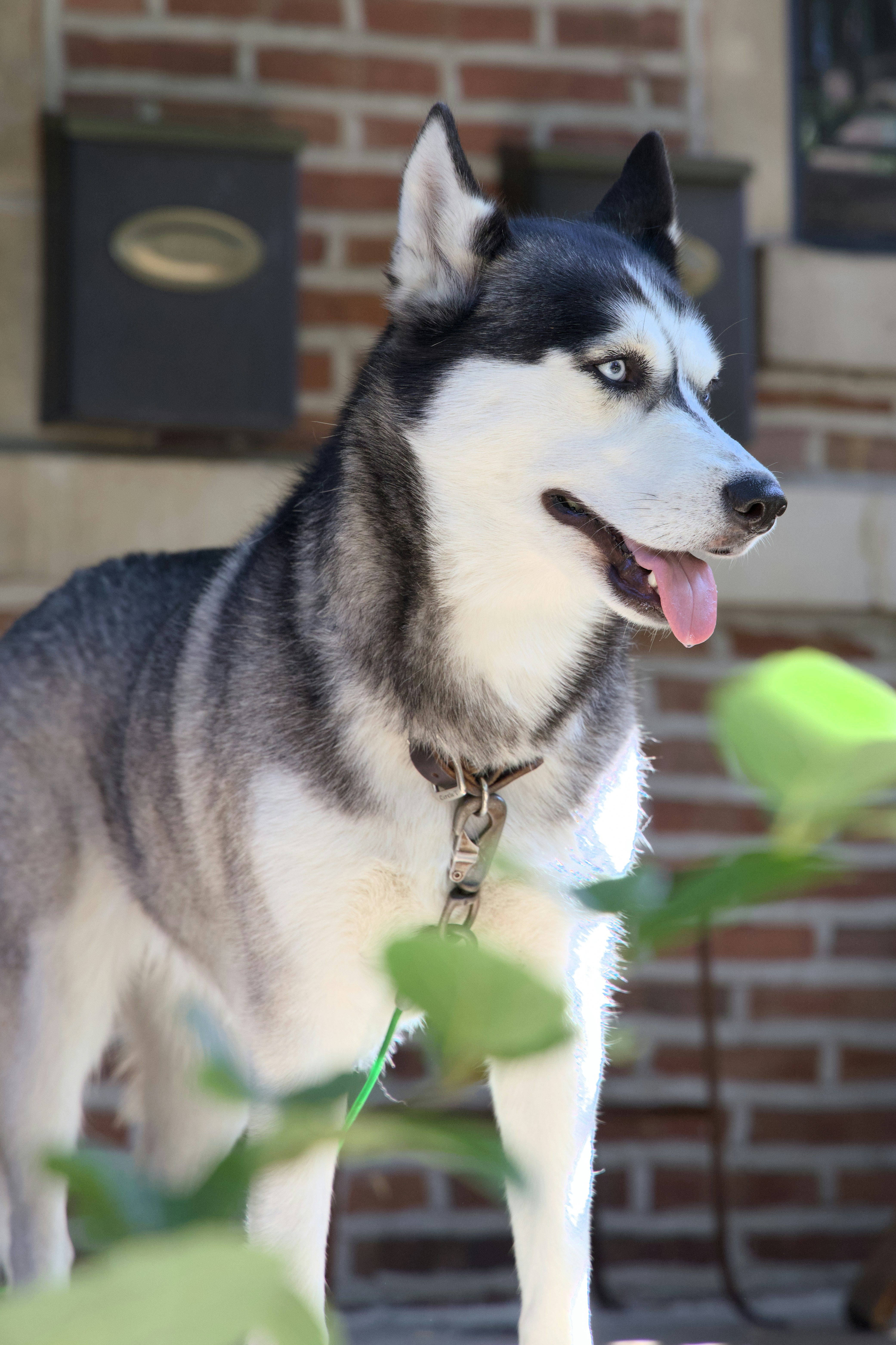 Curious Husky Portrait on a Brick Porch