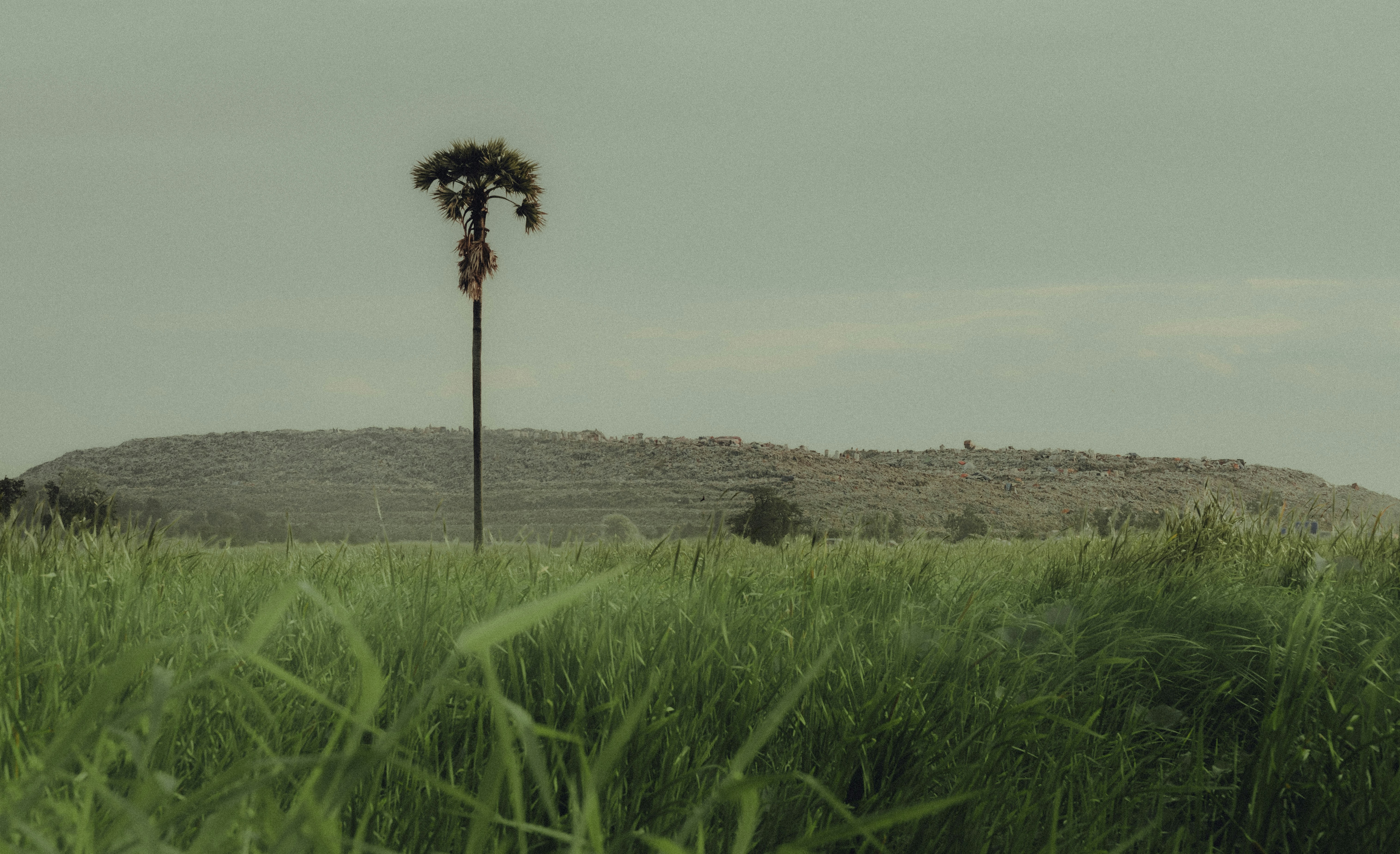Lonely Palm Above a Quiet Grass Sea