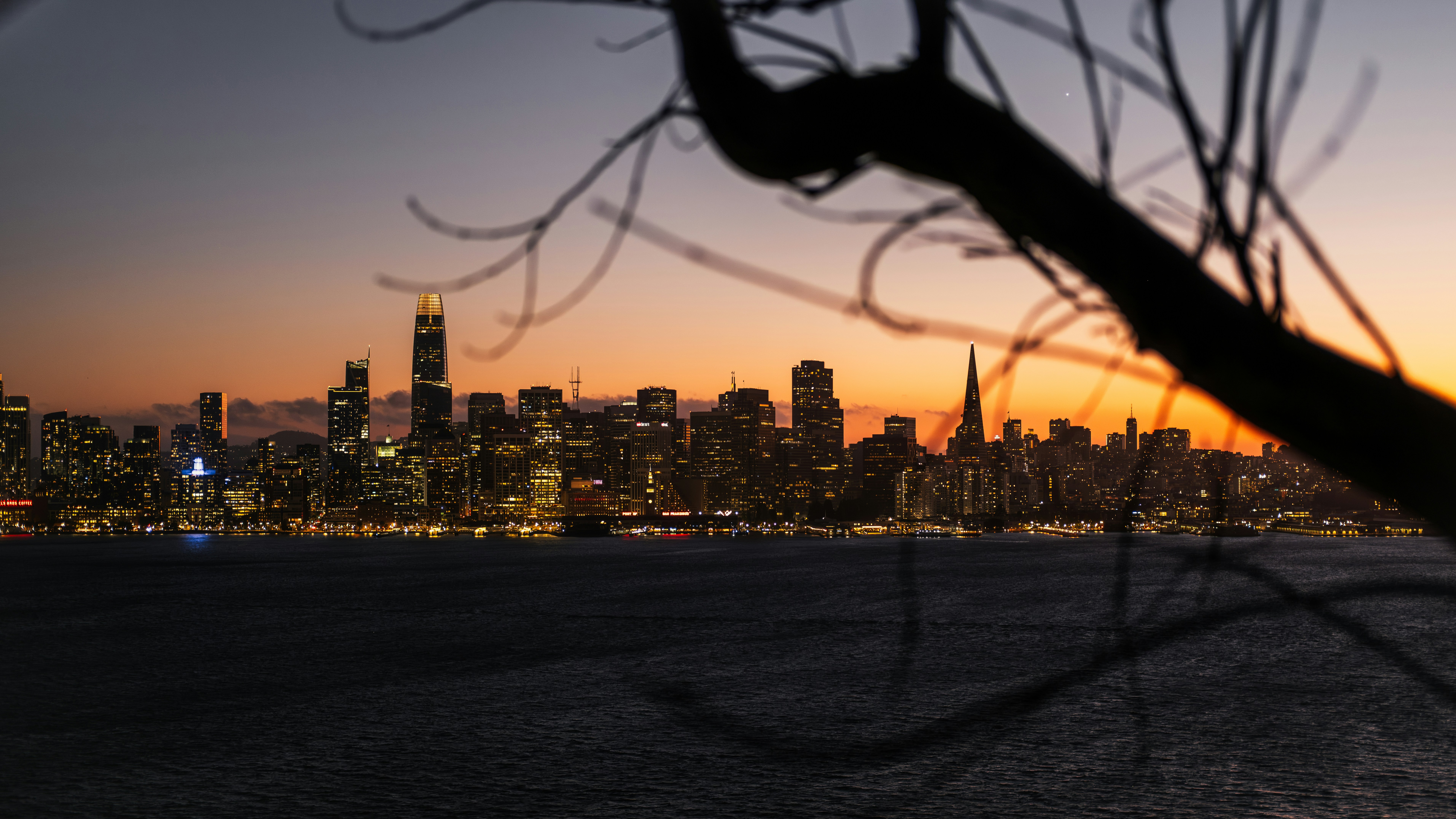 City Lights at Dusk: Skyline Framed by Bark and Branch