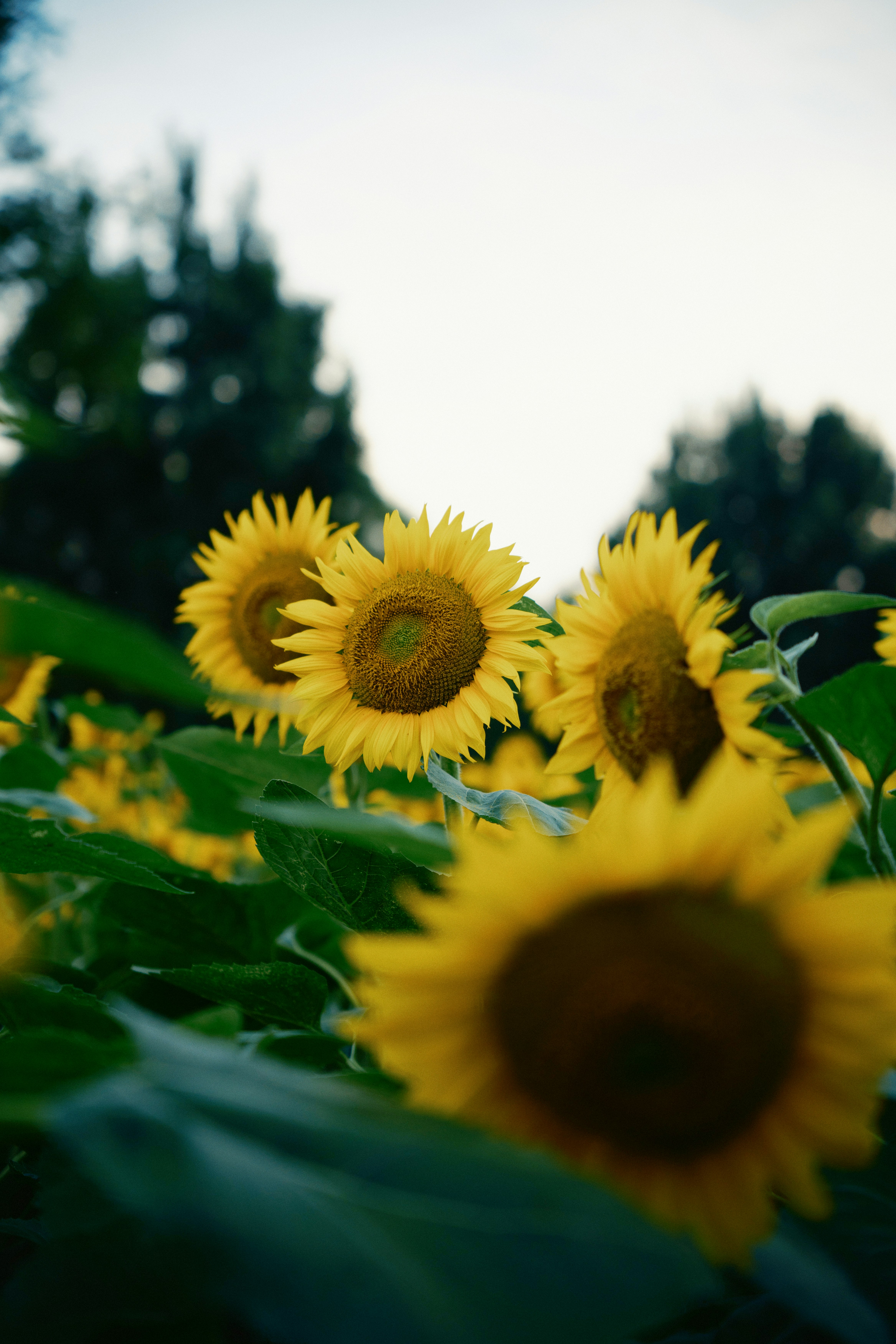 Vibrant sunflowers lean toward the light with a soft background bokeh, capturing a sunlit field scene.