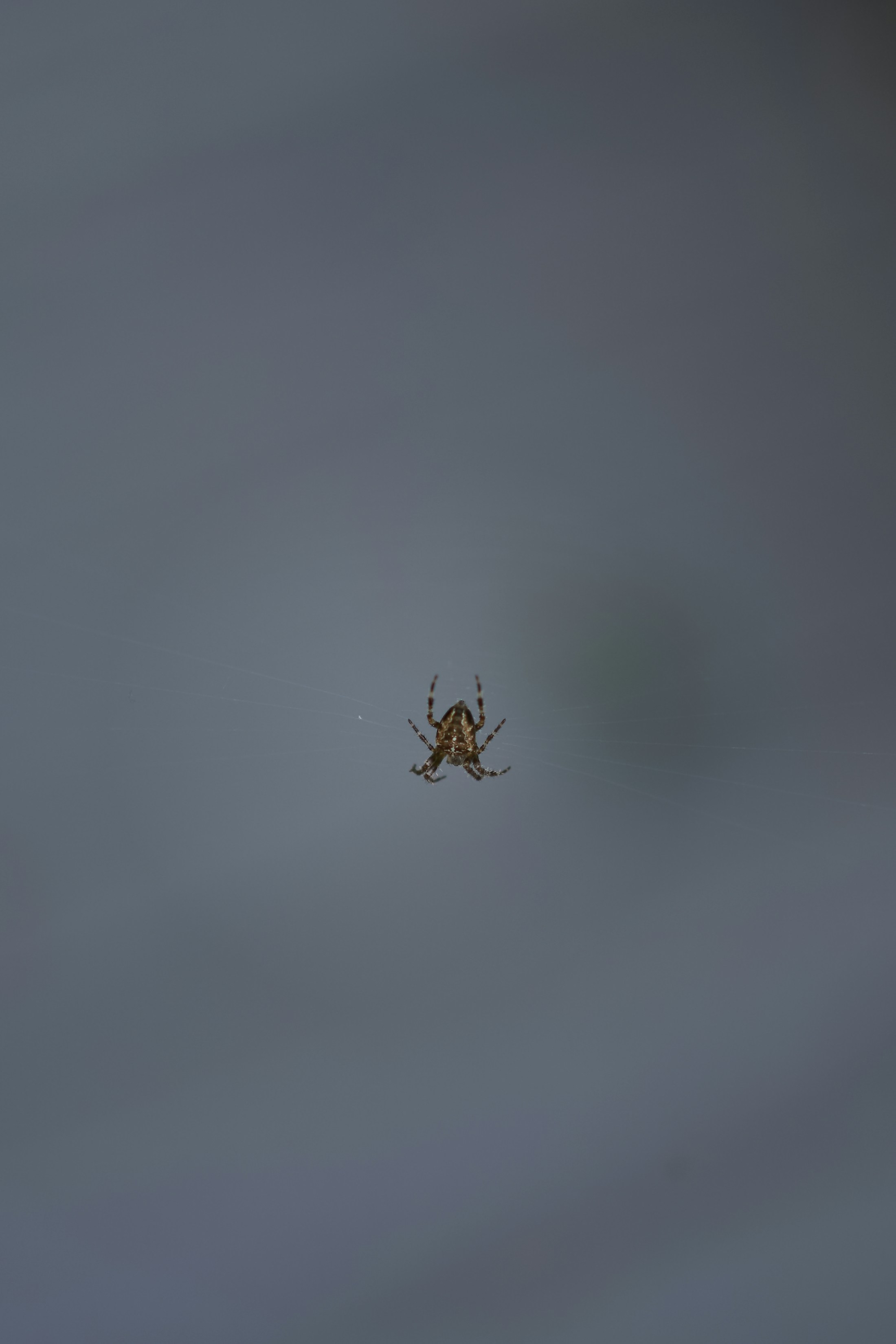 Distant Orb Weaver Suspended on a Misty Thread