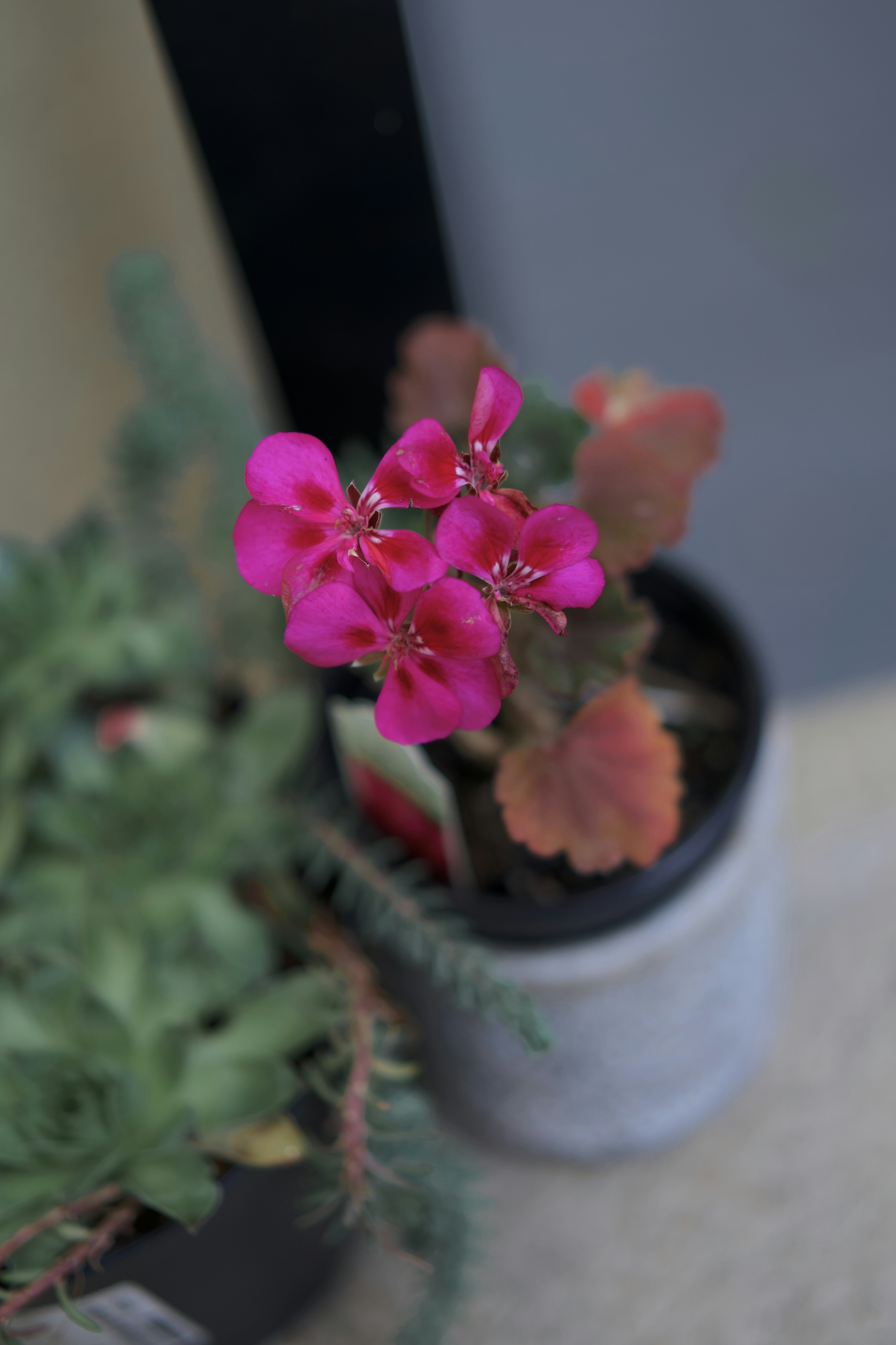 Pink Geranium Blossom Rising from a Small Potscape