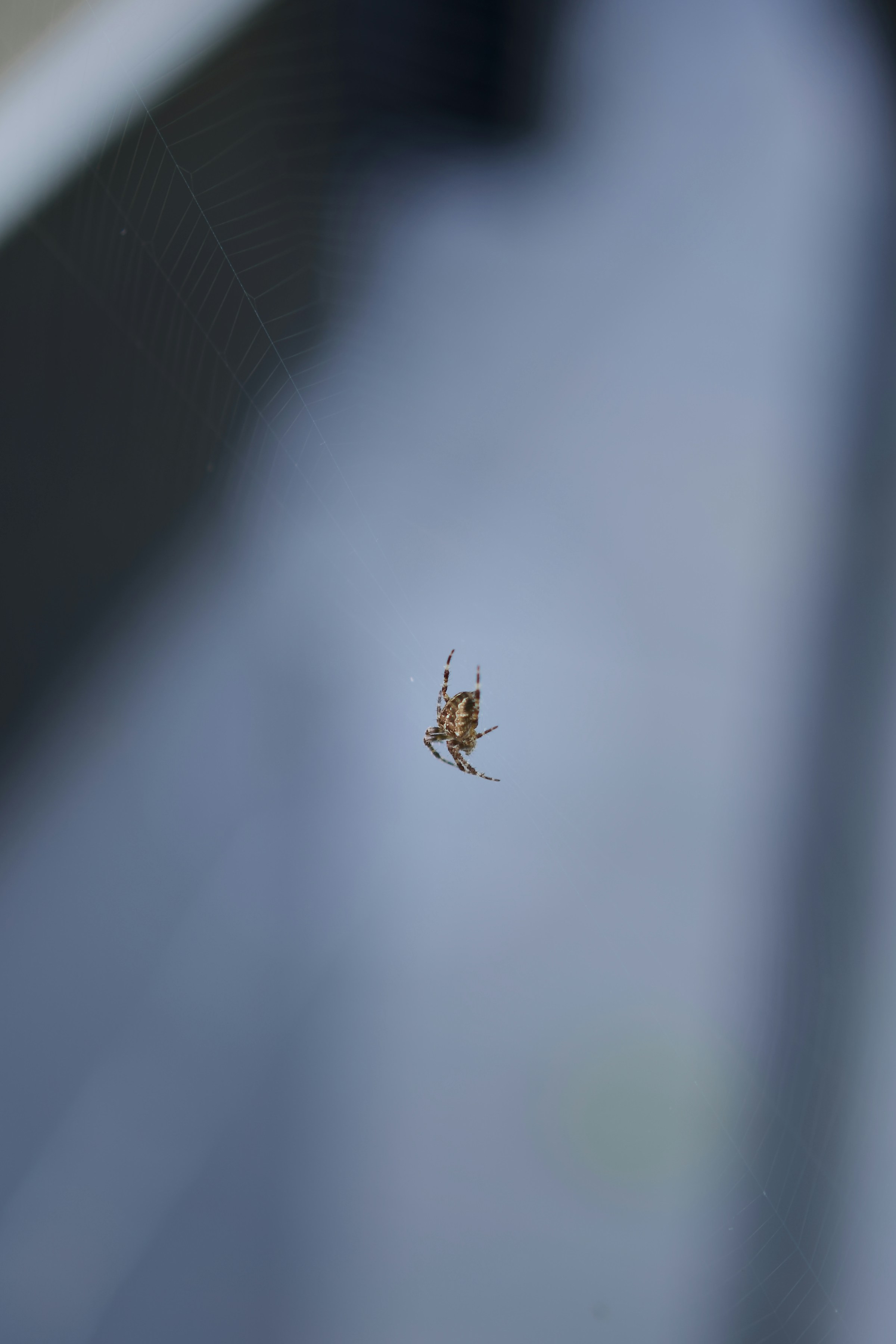 Tiny Arachnid on a Web Between Shadows