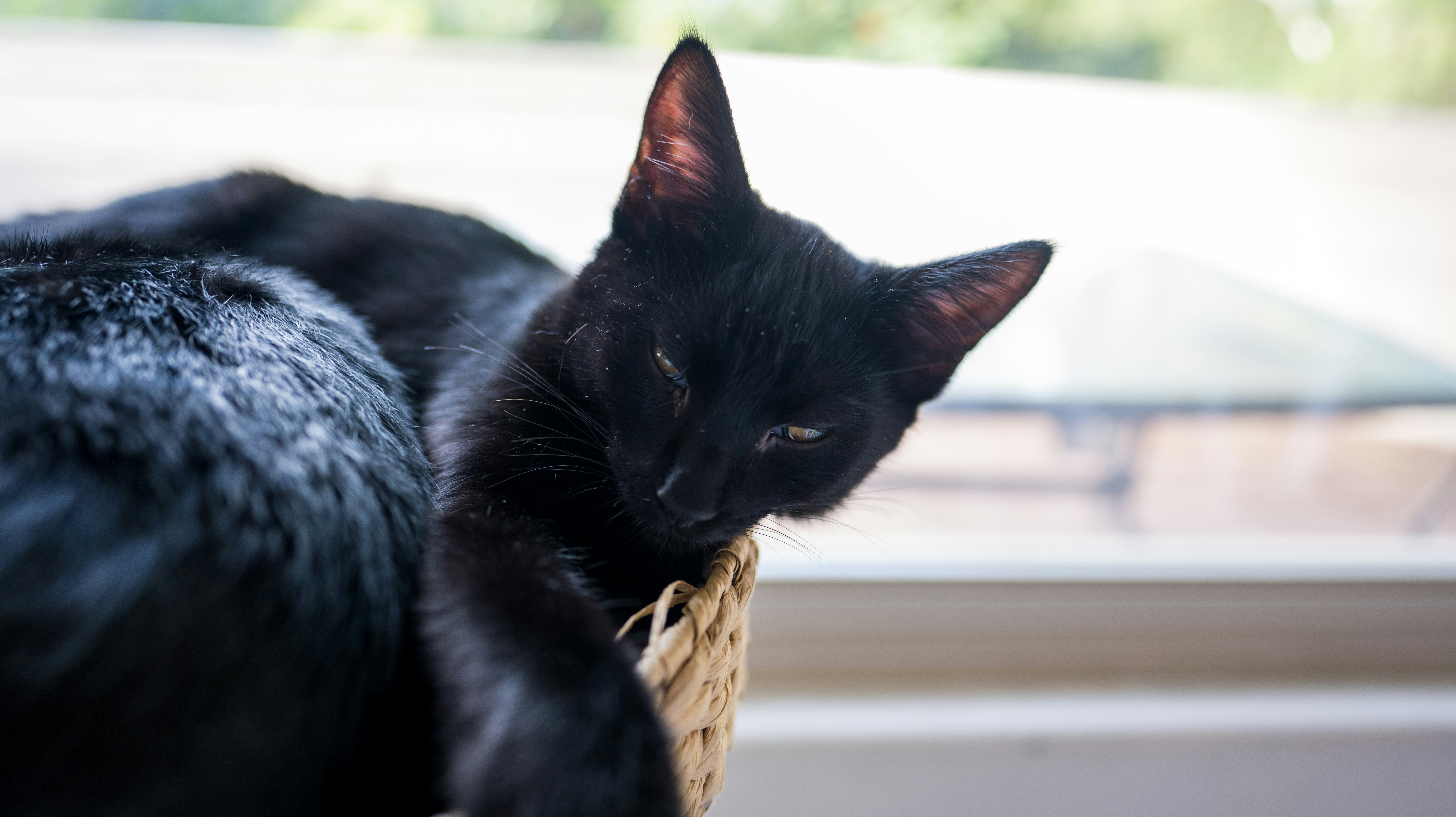 Cozy Black Cat in a Sunlit Window Cocoon