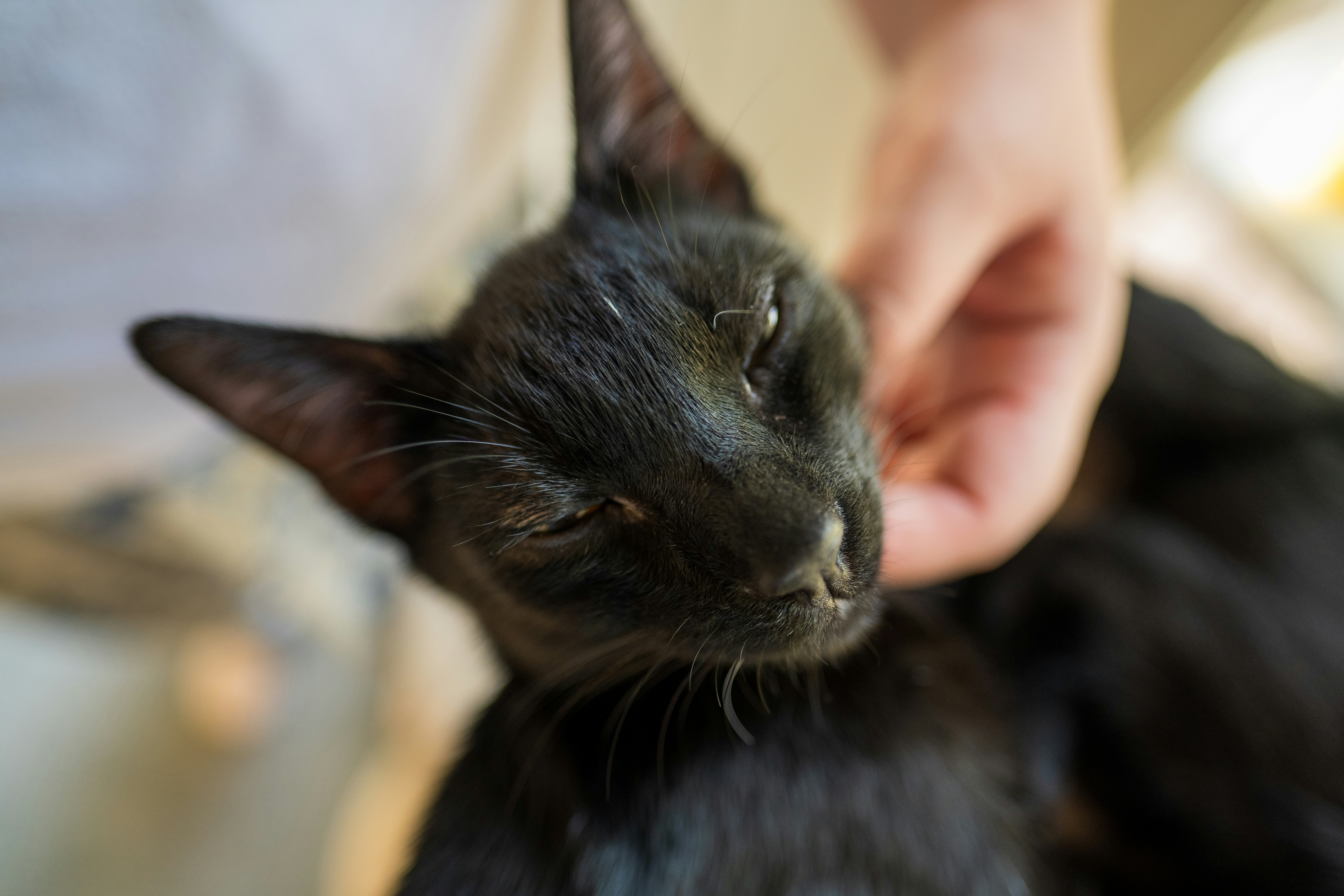 Close-up of a sleepy black cat being gently held, facial features softened by tilt