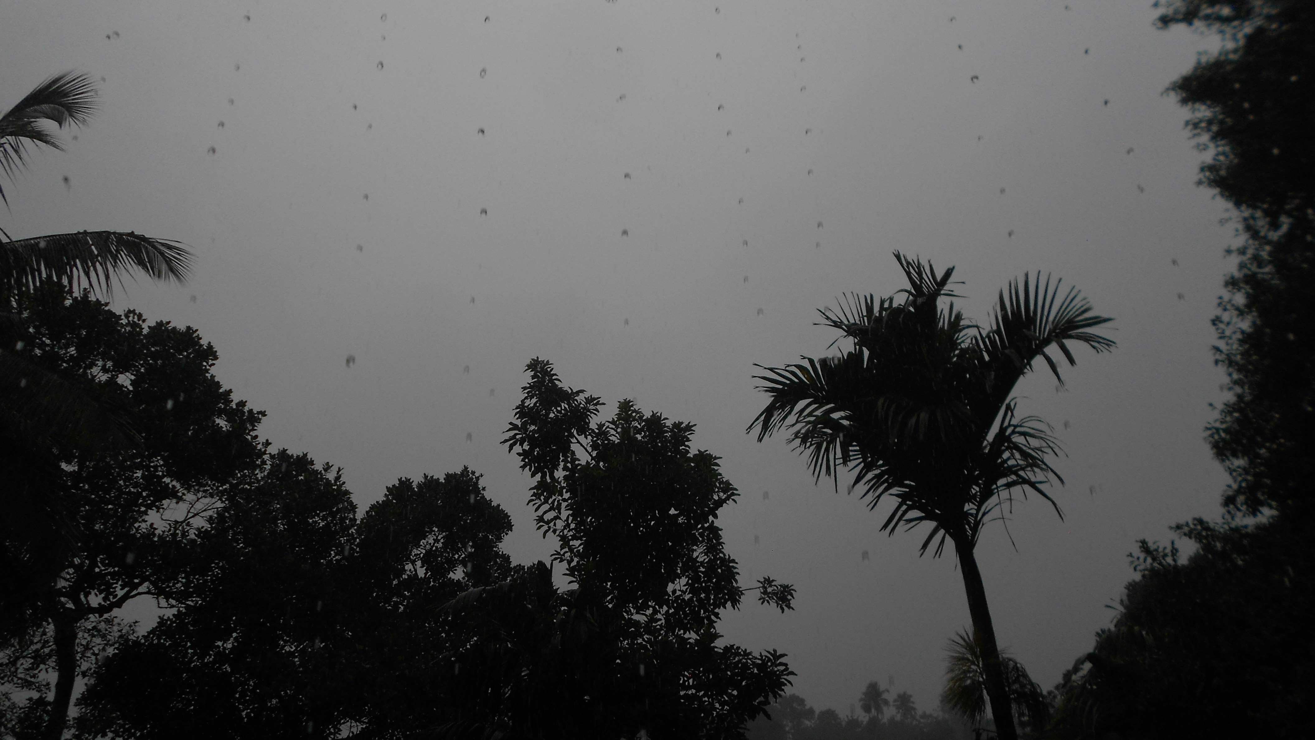 Evening Rain: Silhouetted Palms Against a Dotted Sky