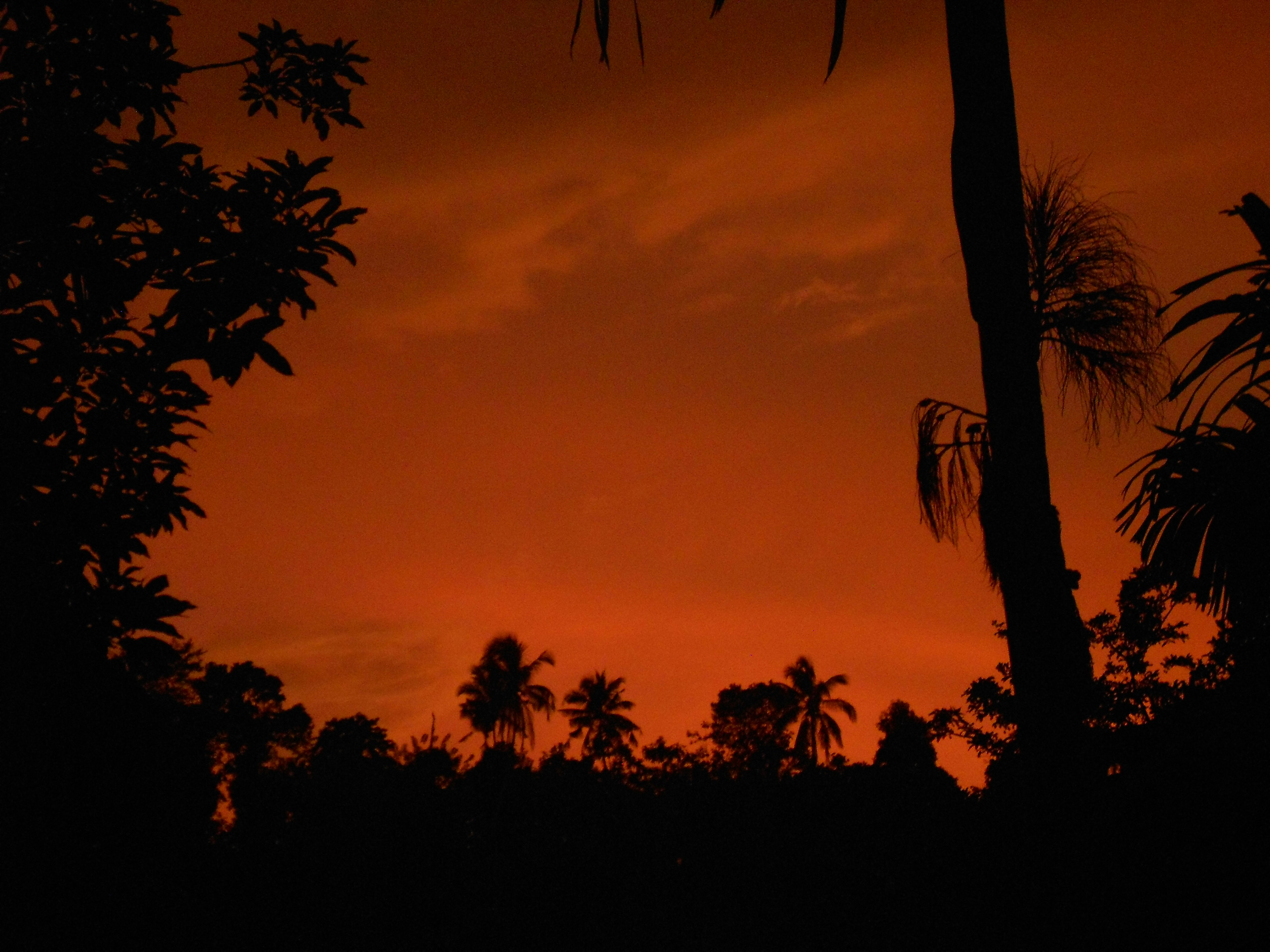Silhouetted Tropical Sundown