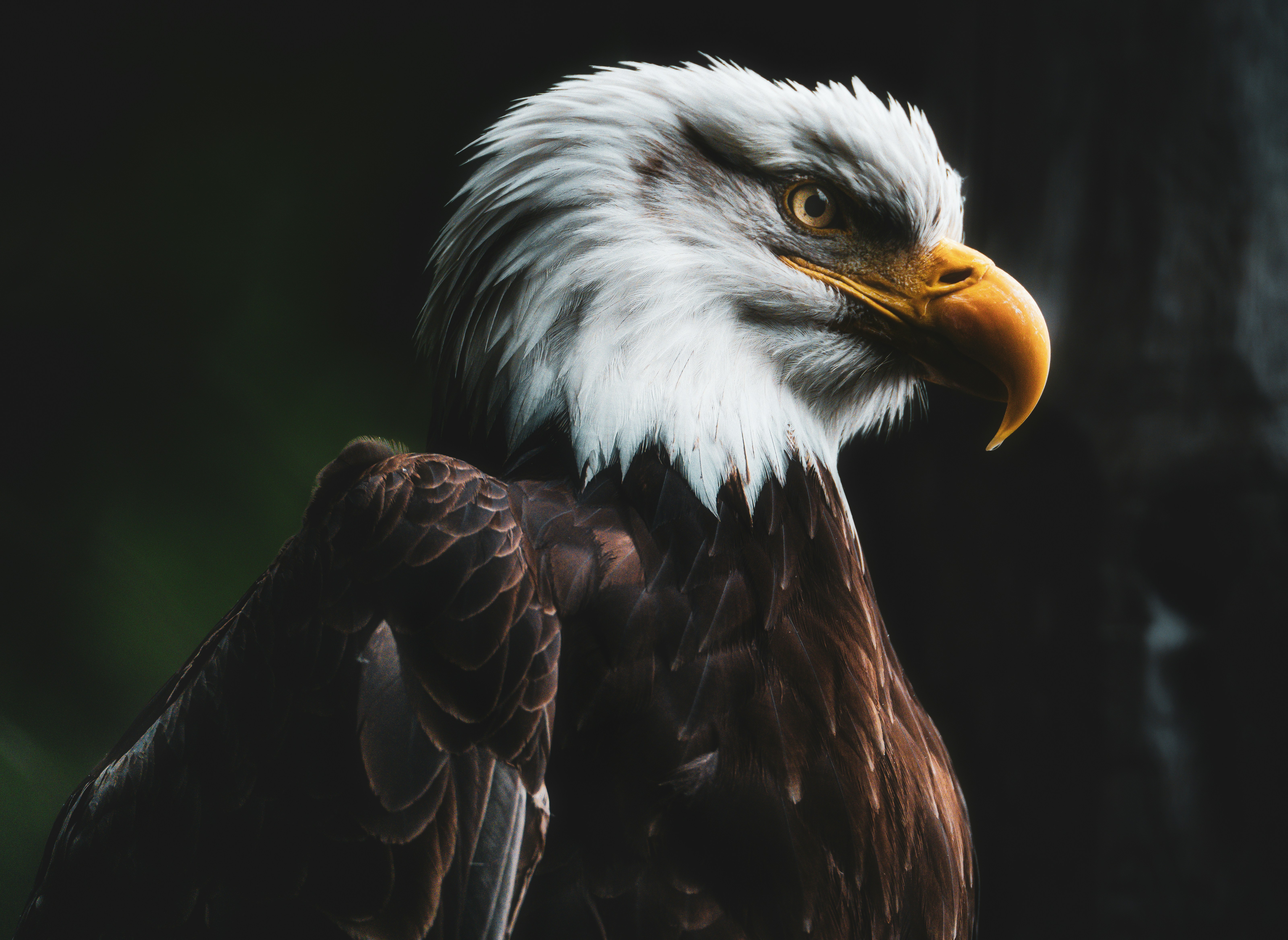 The Regal Gaze of the White-Feathered Hunter