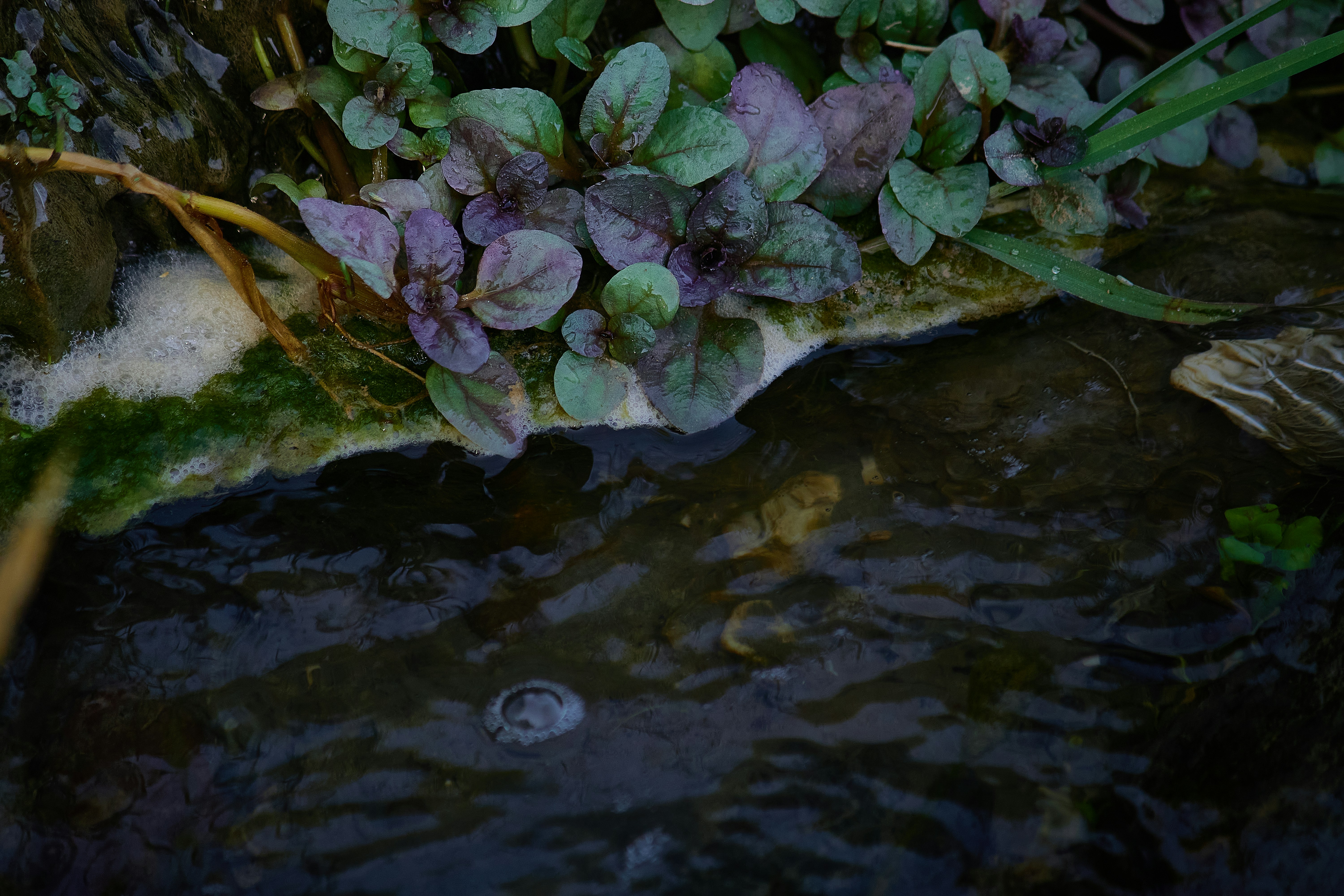 Emerald and Amethyst Quiet: Riverbank Leaves Over Dark Water