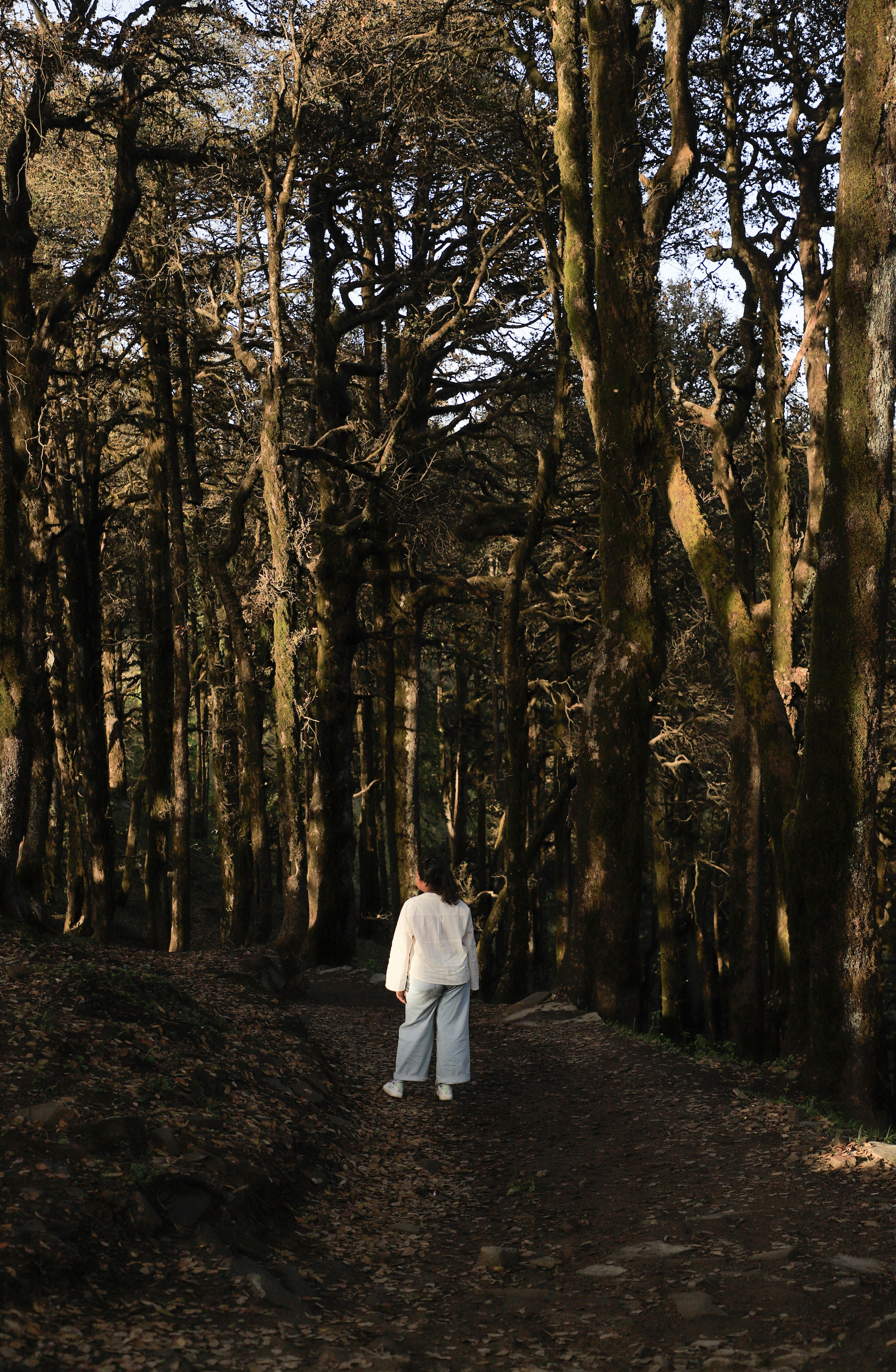 A Quiet Path Through Mossy Giants