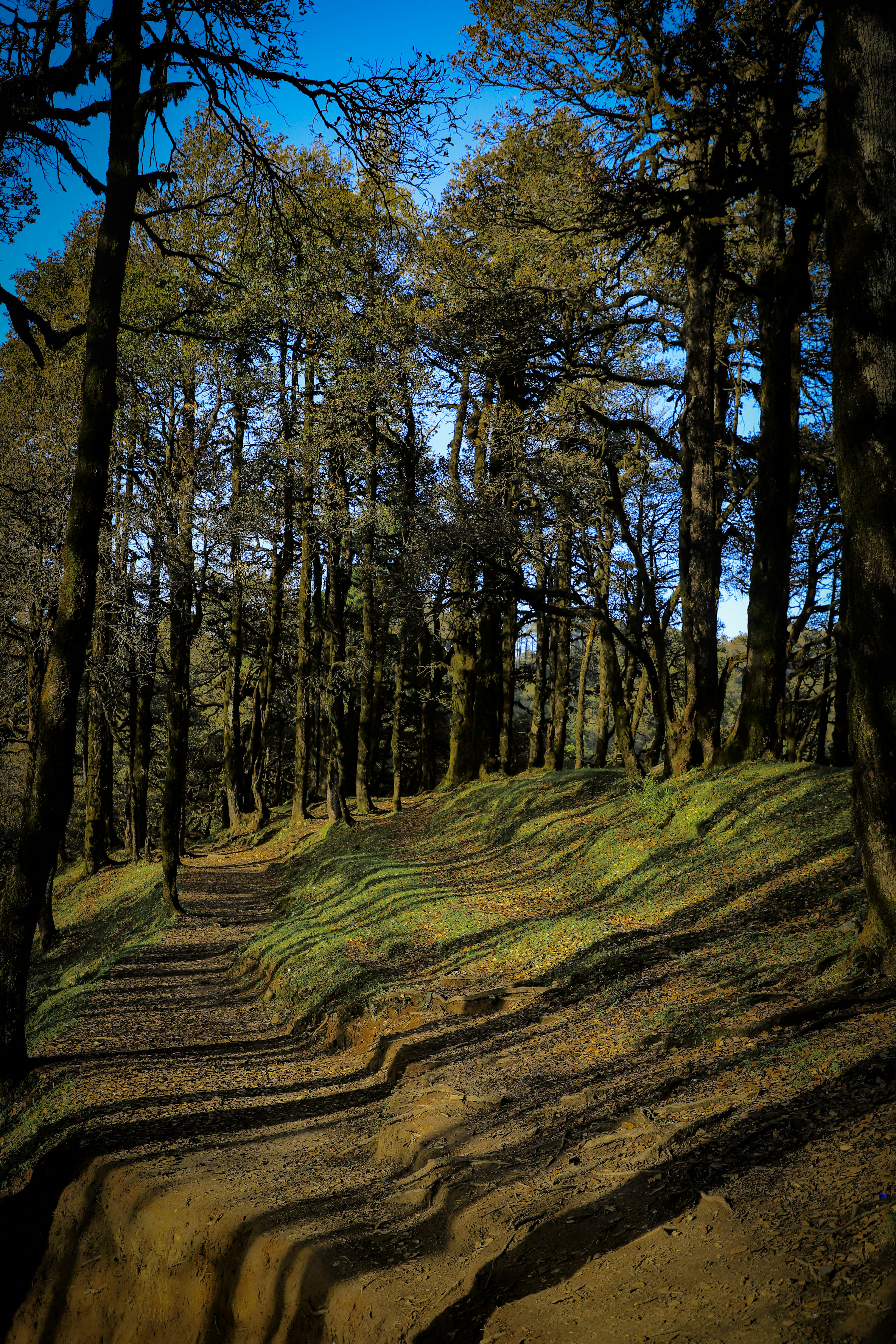 Sunlit Forest Path Carved by Time