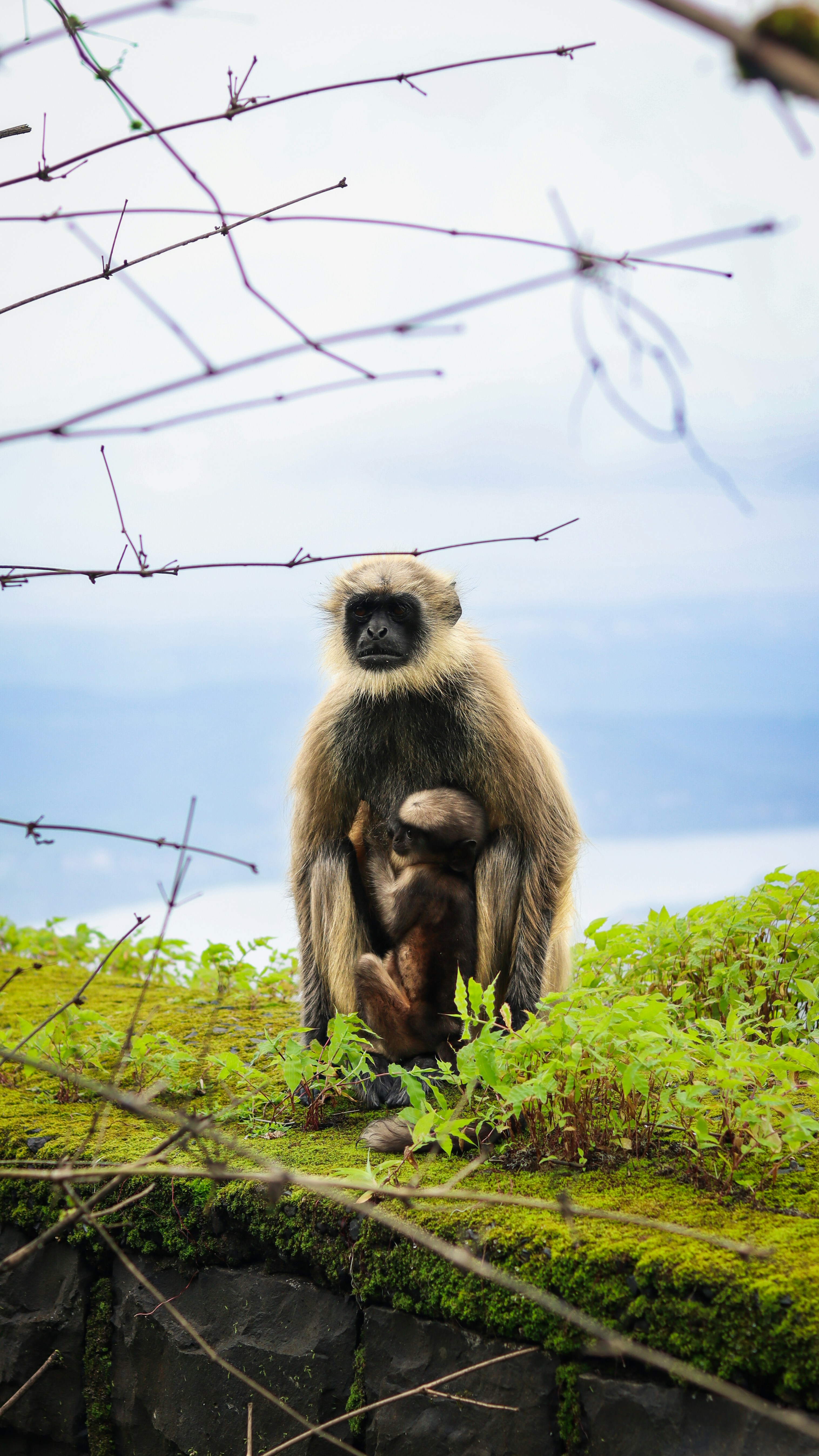 A lone langur sits with a monkey infant on a mossy ledge beneath braided branches, set against a soft sky and distant landscape.