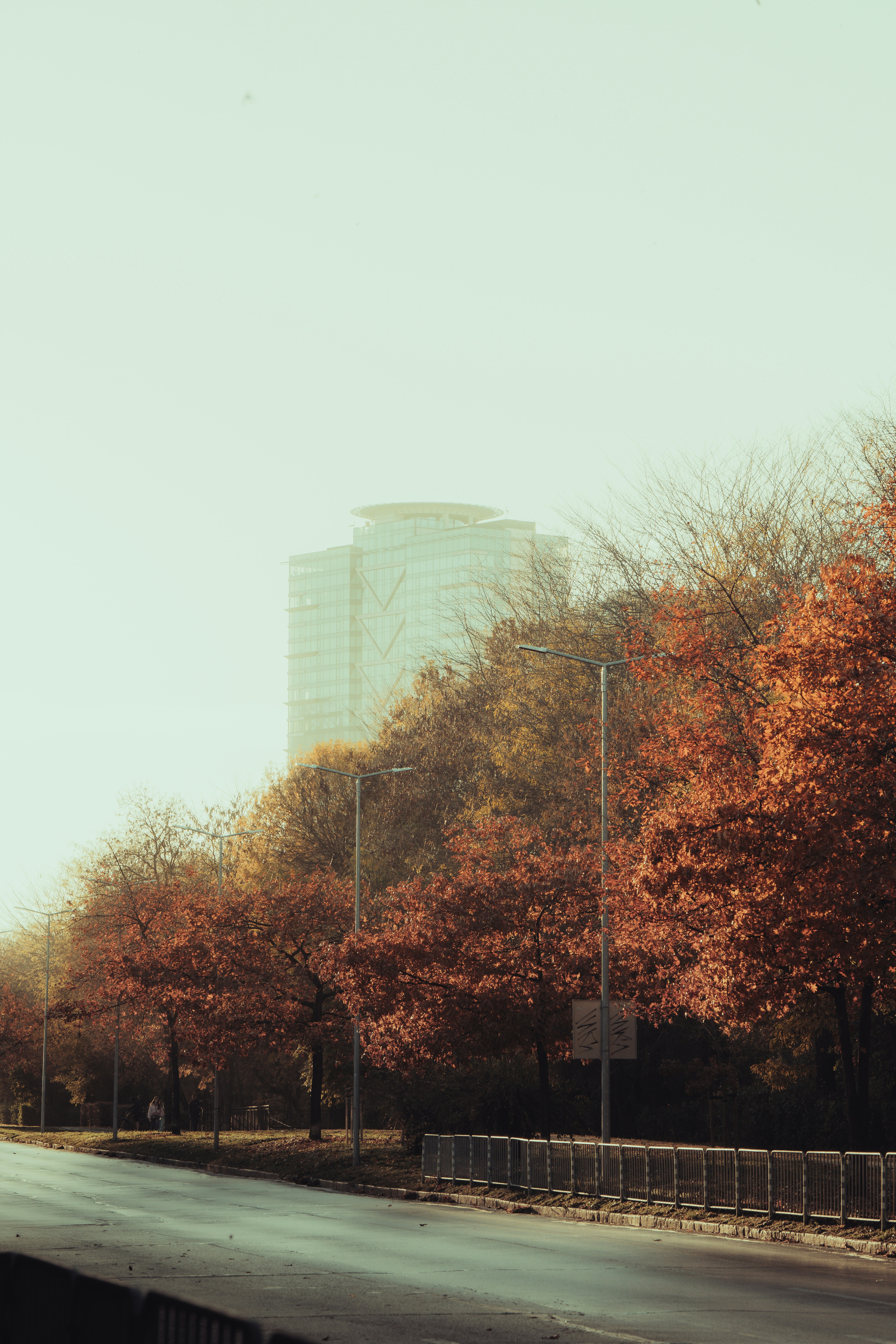 Autumn Corridor: City Trees, A Sunlit Street