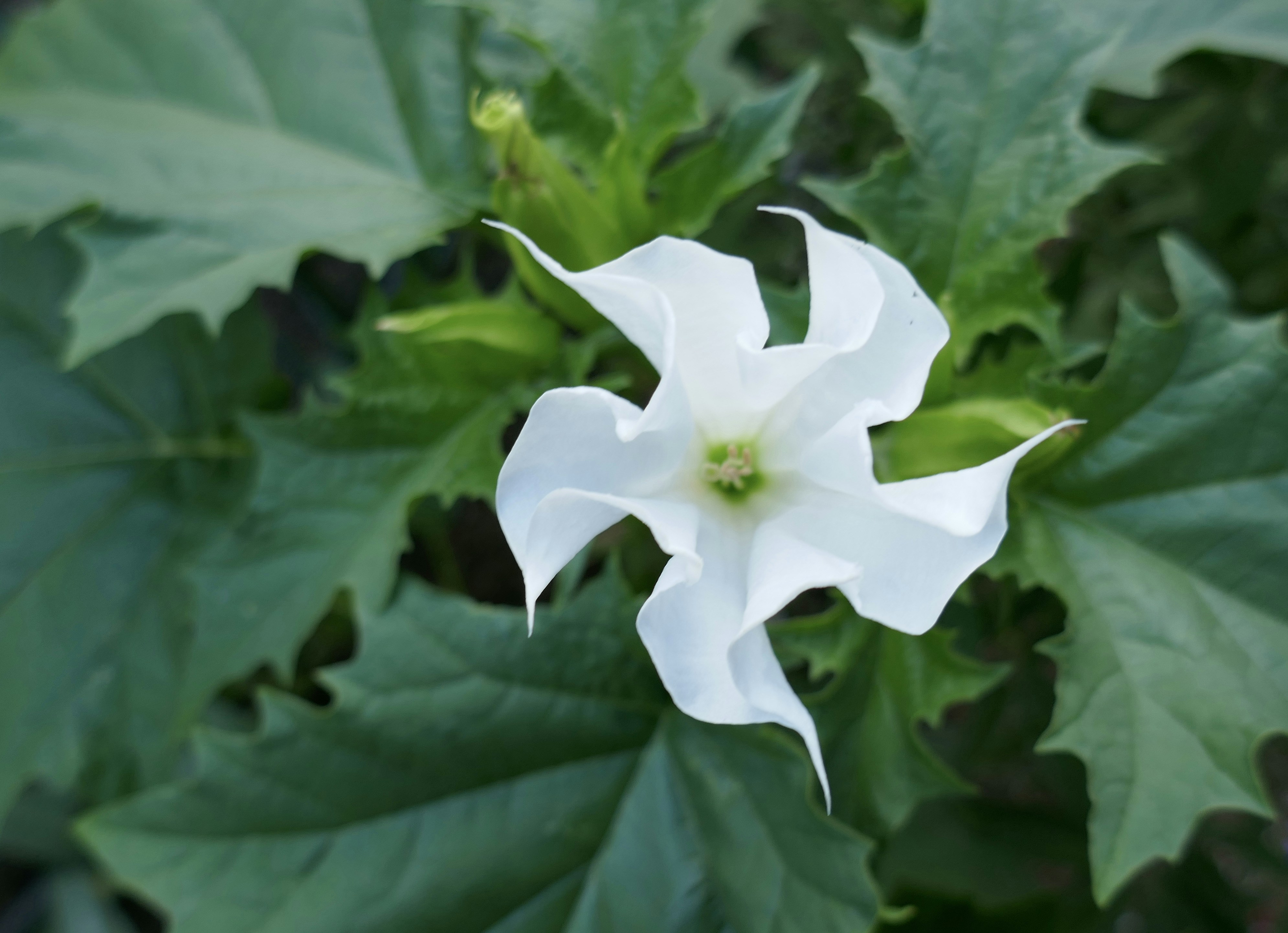 White orchid-like bloom unfurls against a sea of serrated green leaves